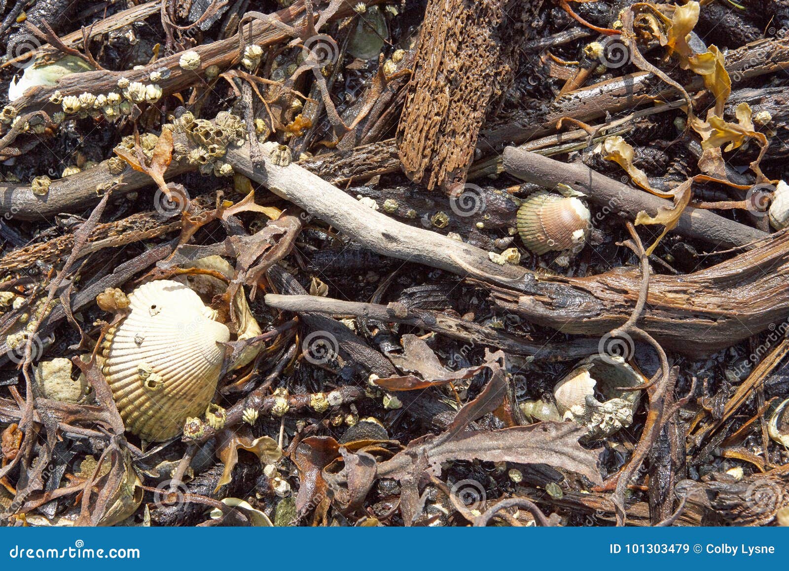 Scallop Shell with Barnacles Lying on a Seashore Stock Image - Image of ...