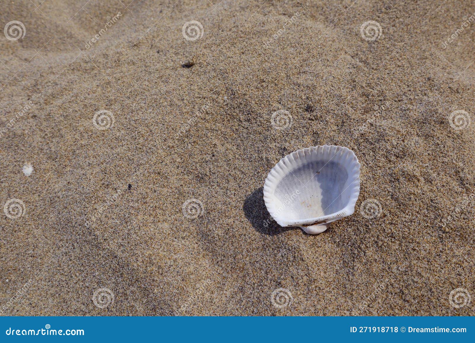 Scallop shell on the beach stock photo. Image of rock - 271918718