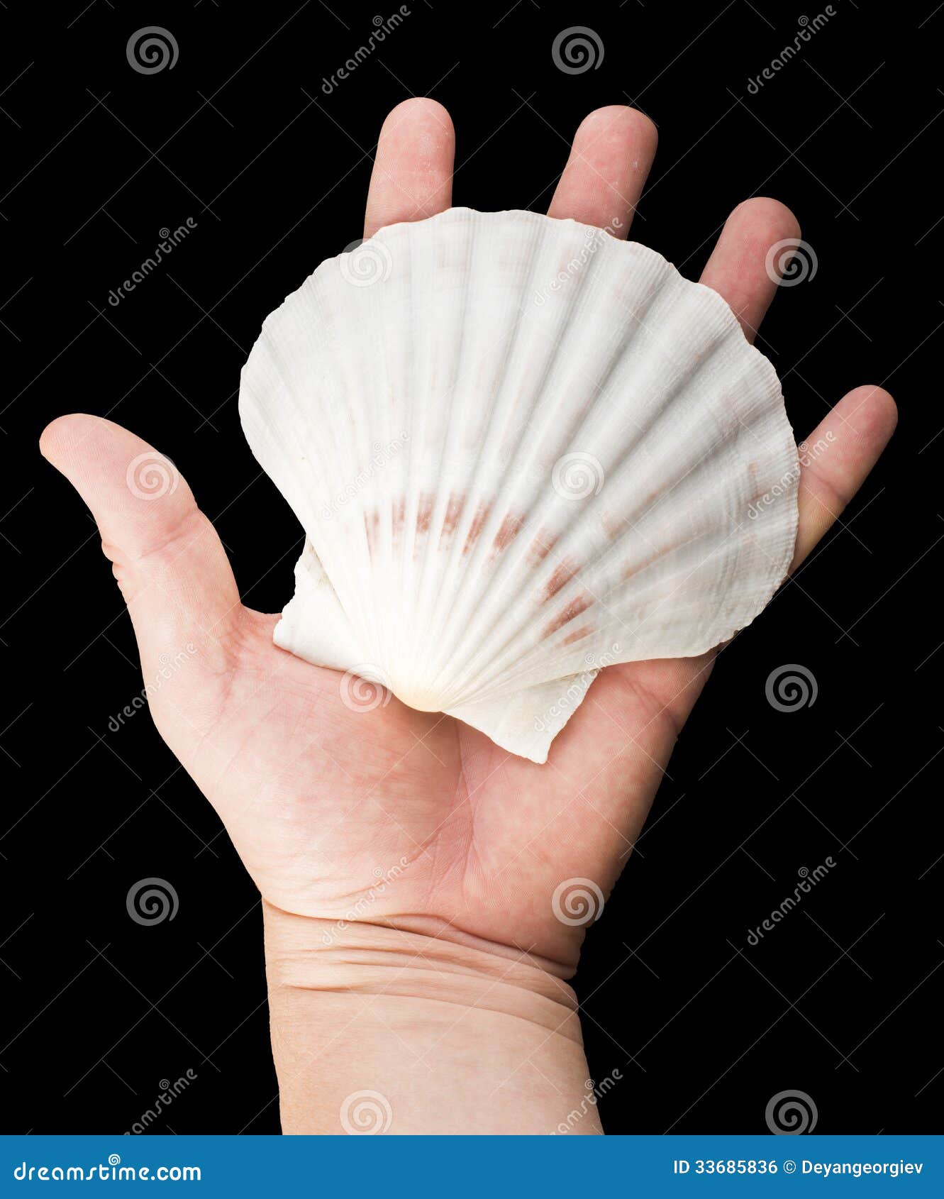 Scallop shell stock photo. Image of aquatic, beach, design - 33685836