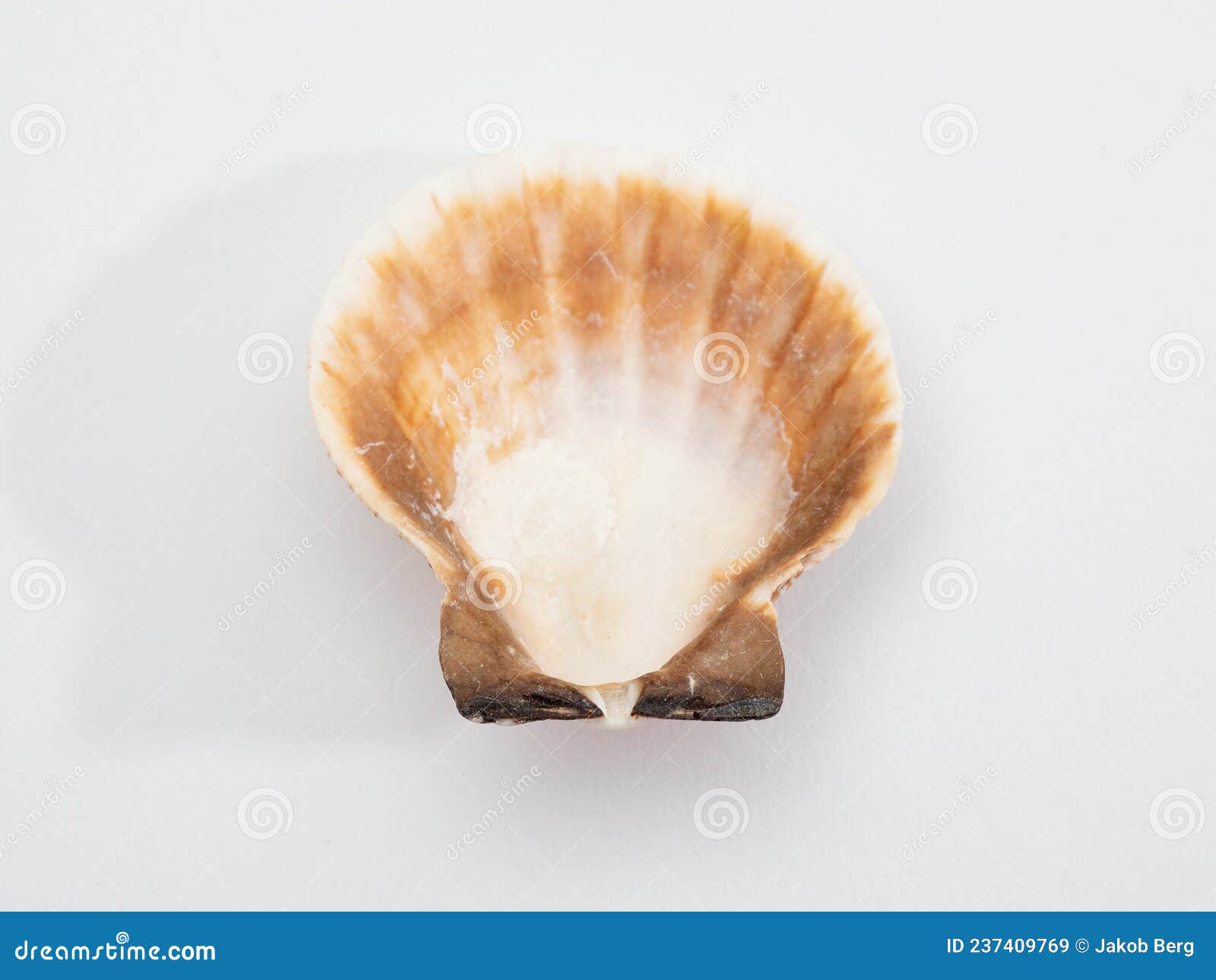 Scallop Shell Close Up on White Stock Image - Image of summer, shot ...