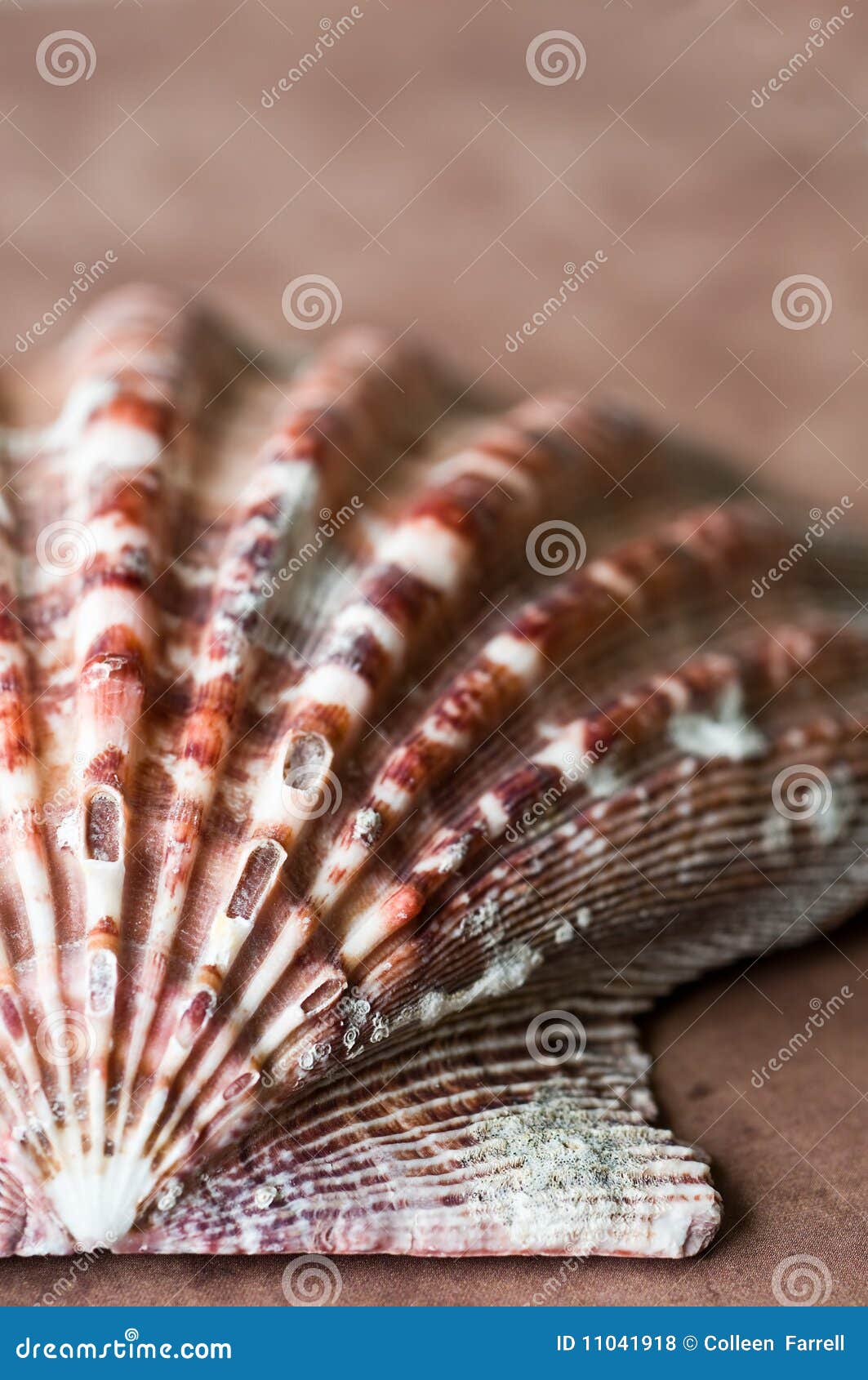 Scallop Shell Closeup stock photo. Image of macro, detail - 11041918