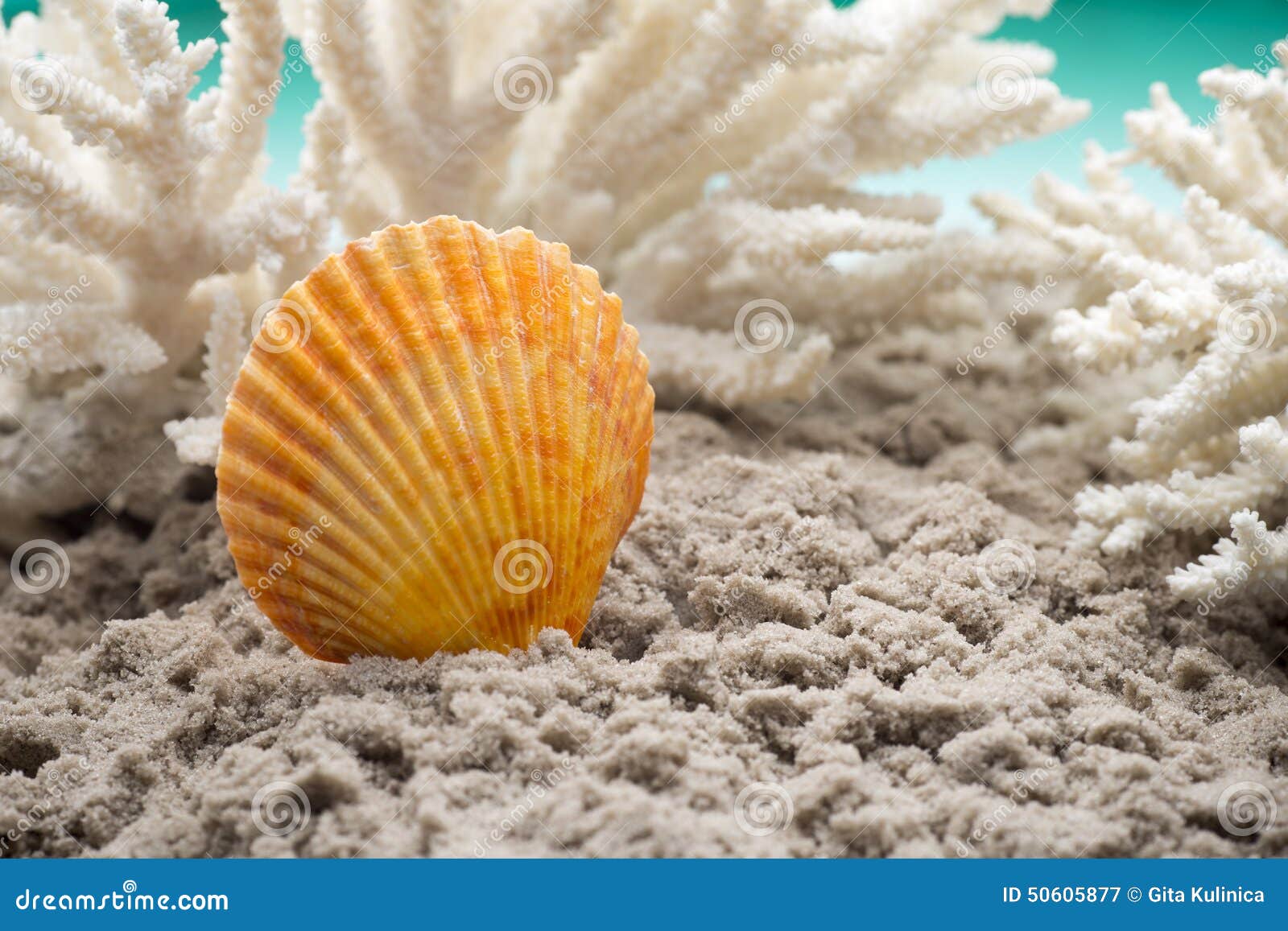Scallop. stock image. Image of pacific, sand, beach, souvenir - 50605877