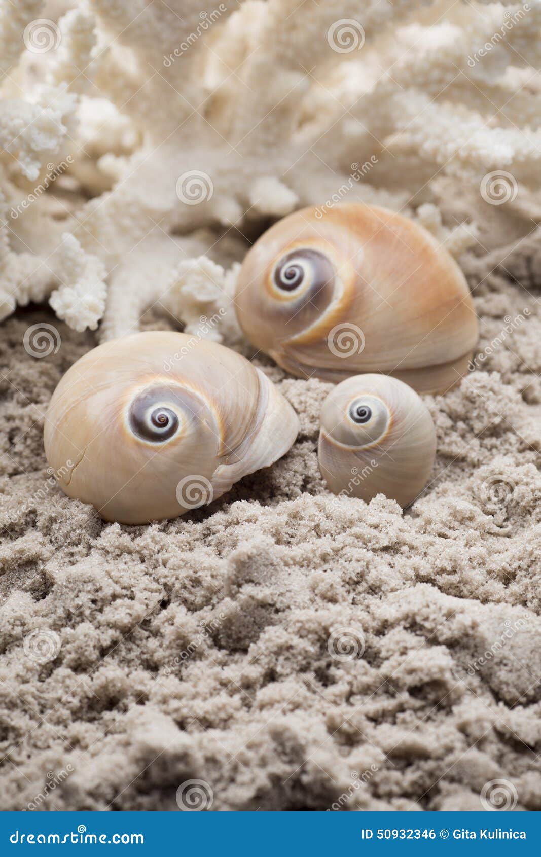 Scallop. stock photo. Image of scallop, summer, beach - 50932346