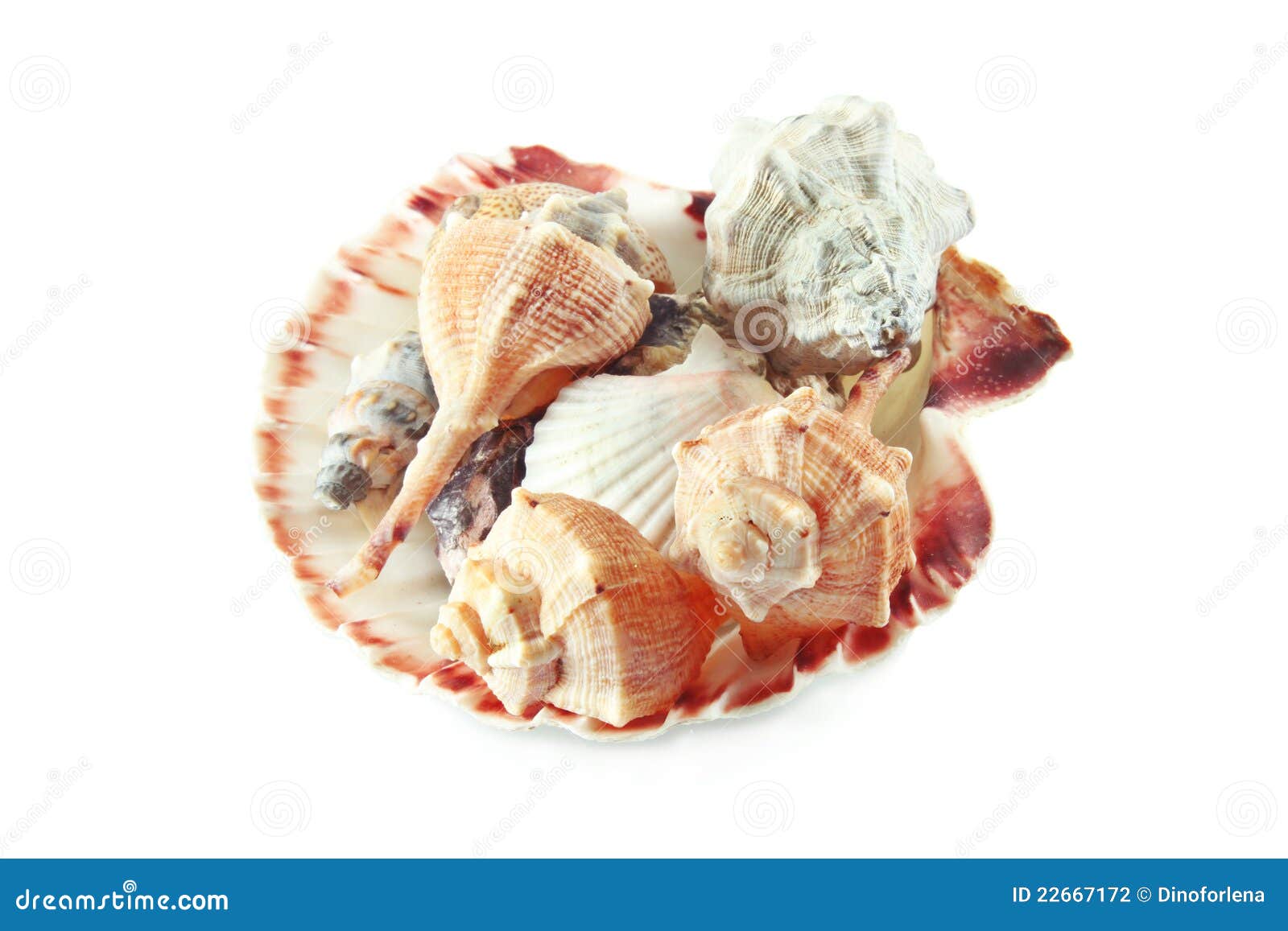 In the Scallop Shell of Different Shells Stock Photo - Image of scallop ...