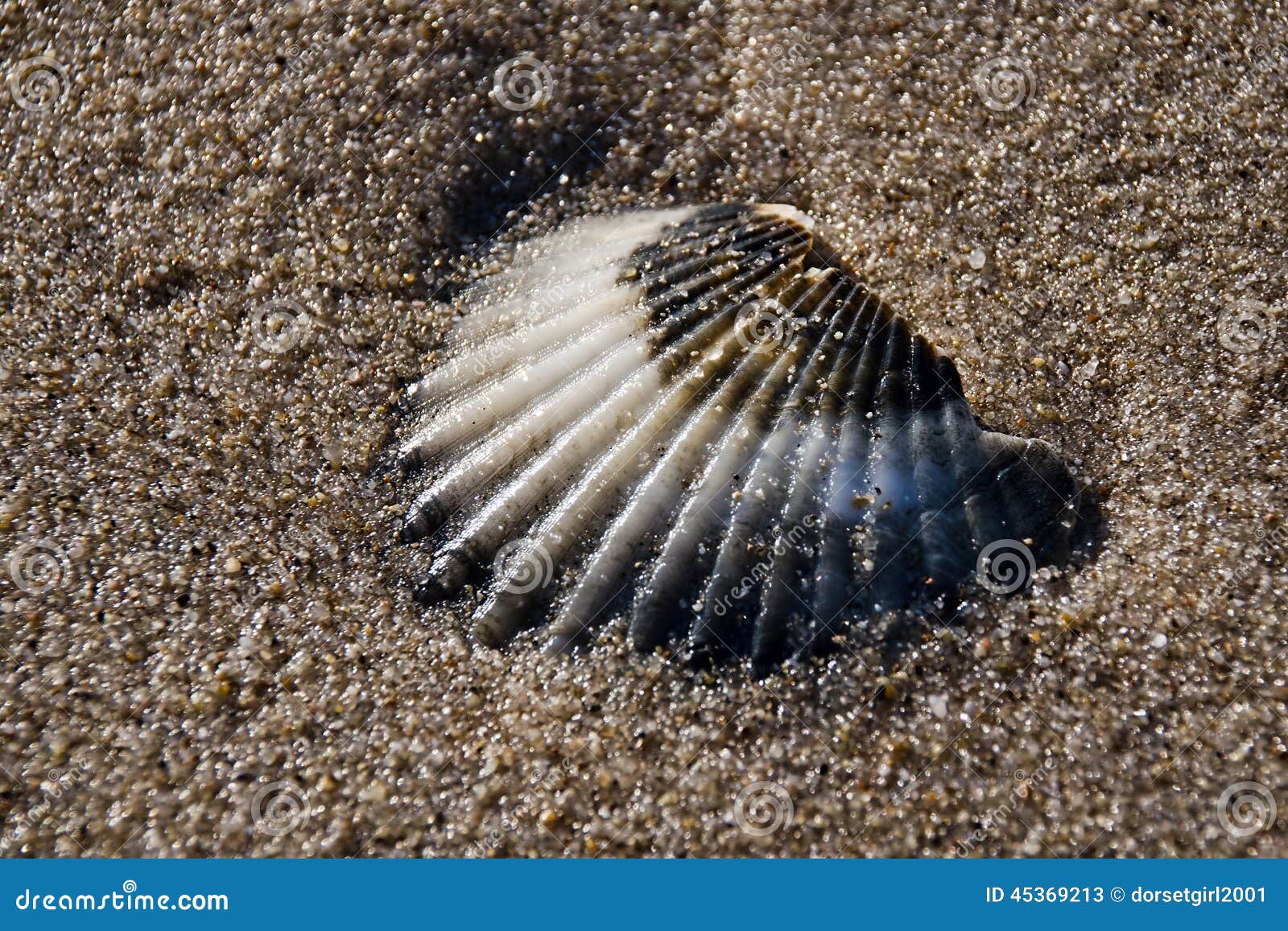 Scallop Shell stock image. Image of regis, sand, mollusks - 45369213