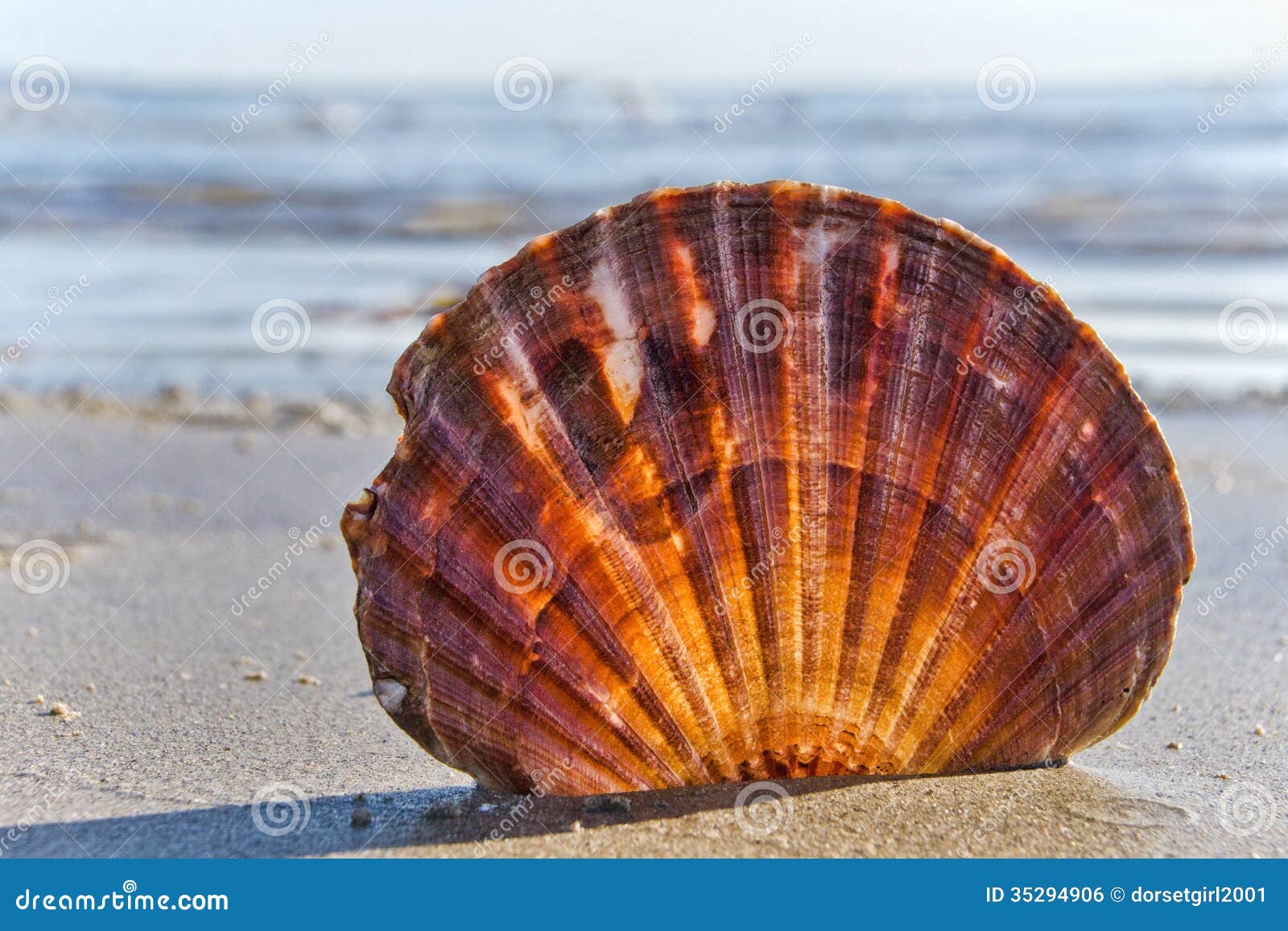 Scallop Shell 2 stock photo. Image of november, scallop - 35294906