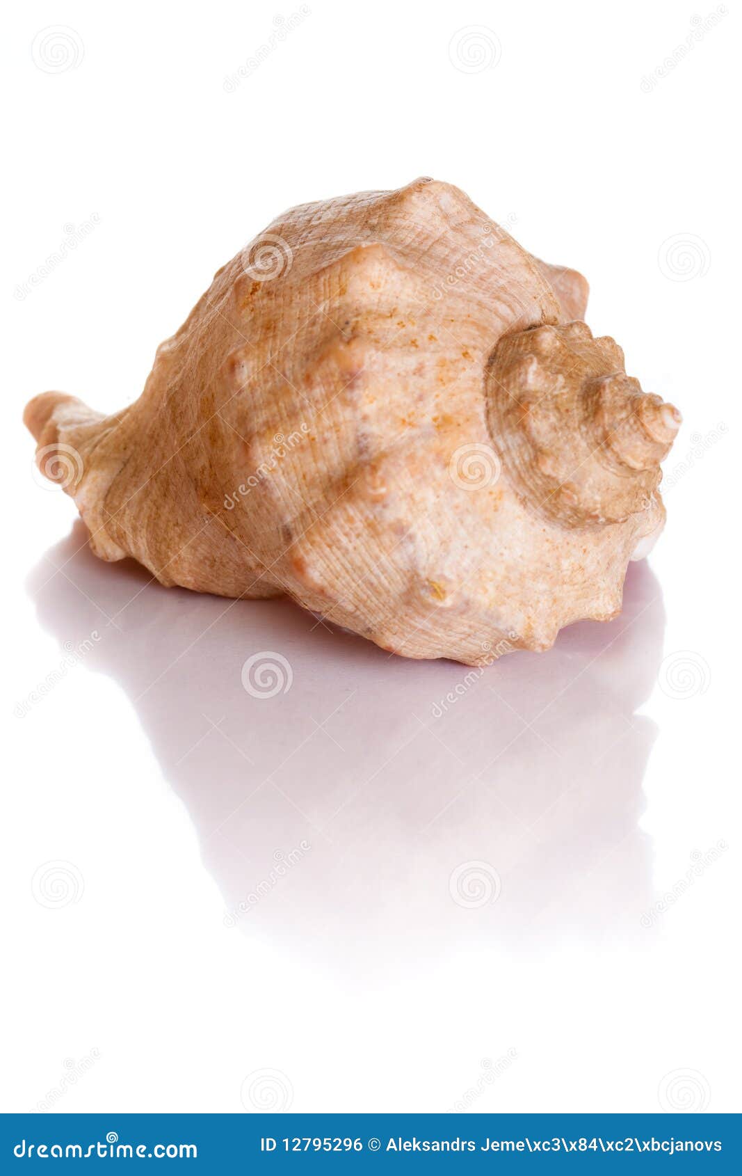 Scallop shell isolated stock photo. Image of matte, shape - 12795296