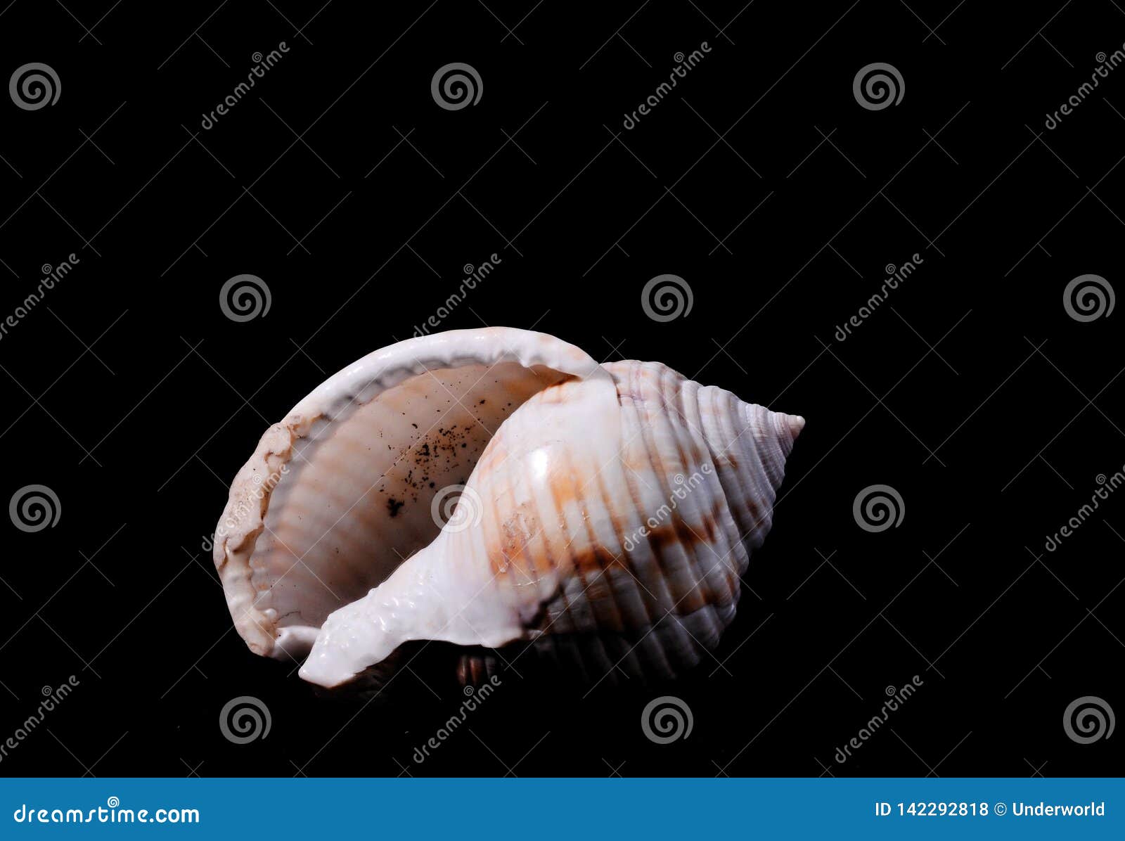 Scallop Shell Isolated stock illustration. Illustration of pattern ...