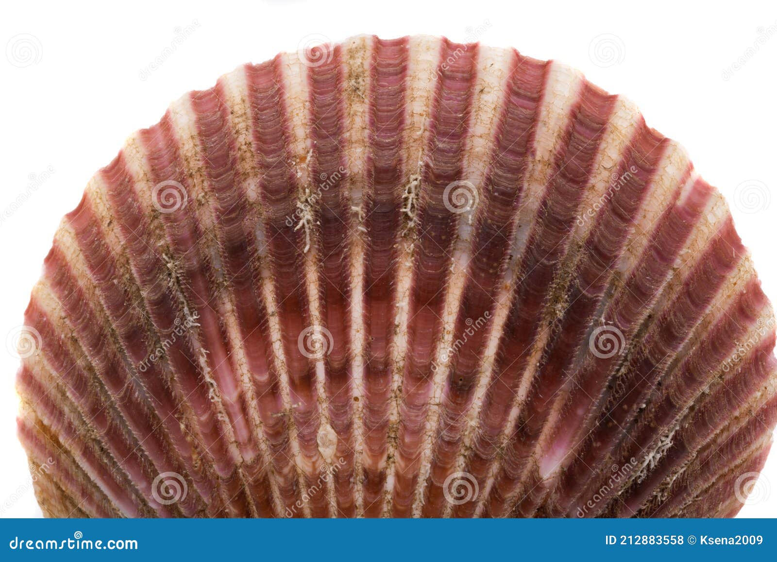 Scallop shell isolated stock photo. Image of closeup - 212883558