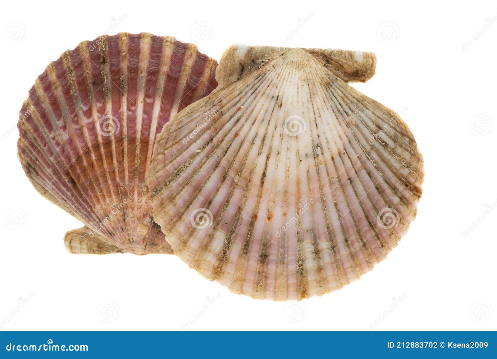 Scallop shell isolated stock photo. Image of pattern - 212883702