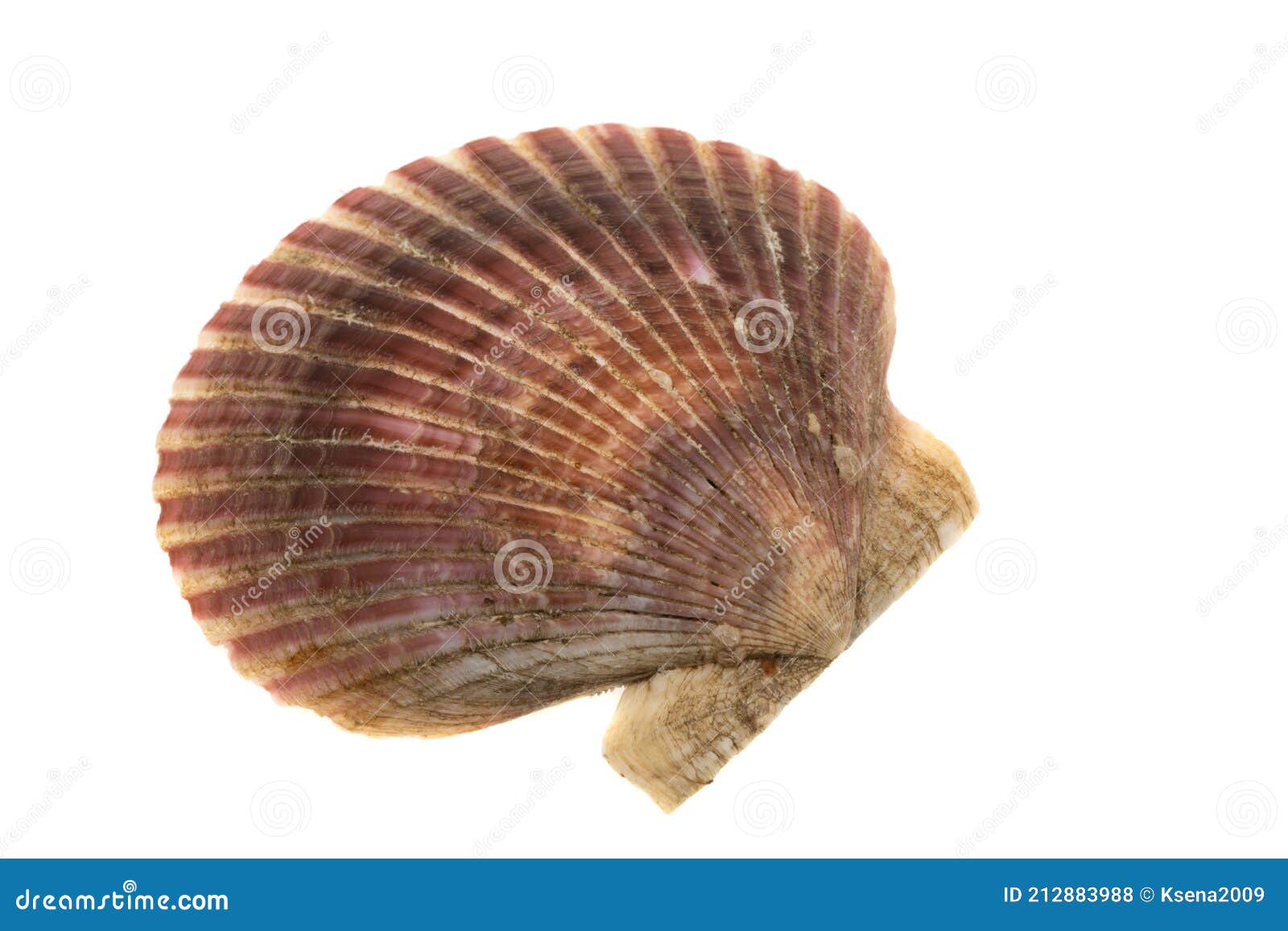 Scallop shell isolated stock photo. Image of seashell - 212883988