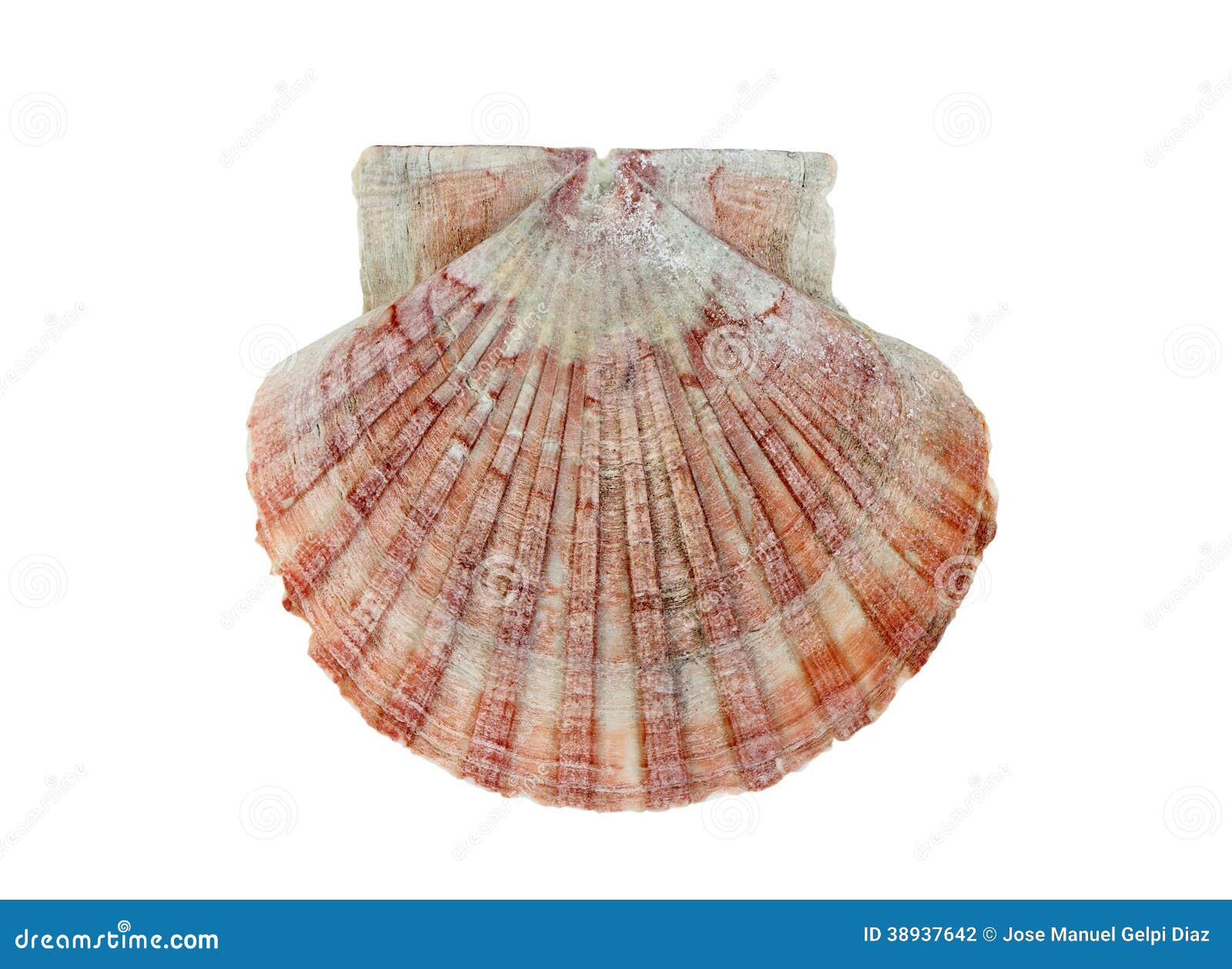 Scallop Shell Royalty-Free Stock Photo | CartoonDealer.com #2430717