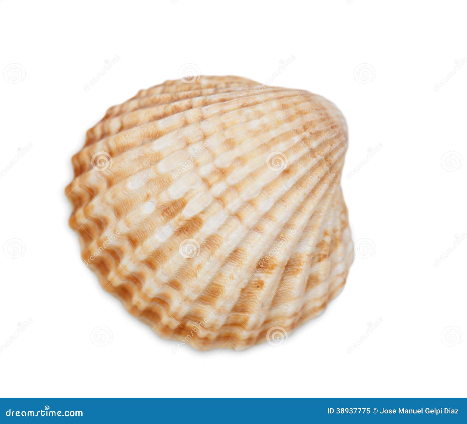 Scallop Shell Royalty-Free Stock Photo | CartoonDealer.com #2430717
