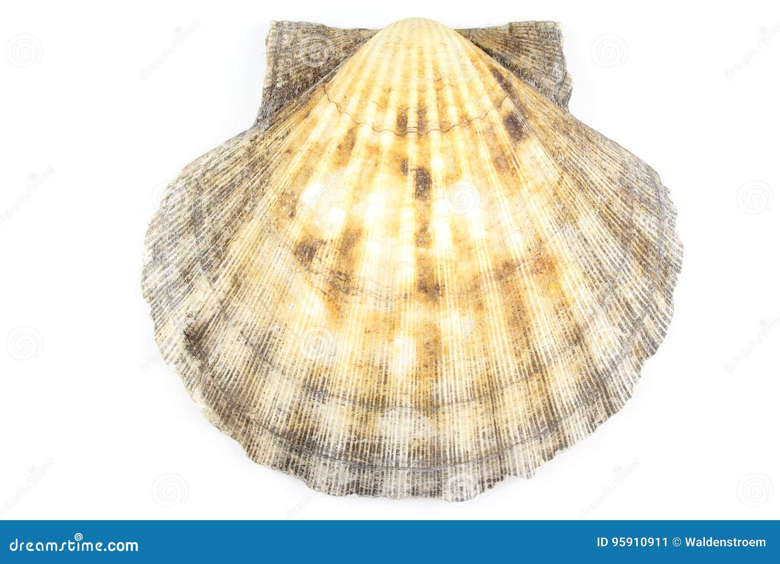 Scallop Shell Isolated on a White Background Stock Image - Image of ...