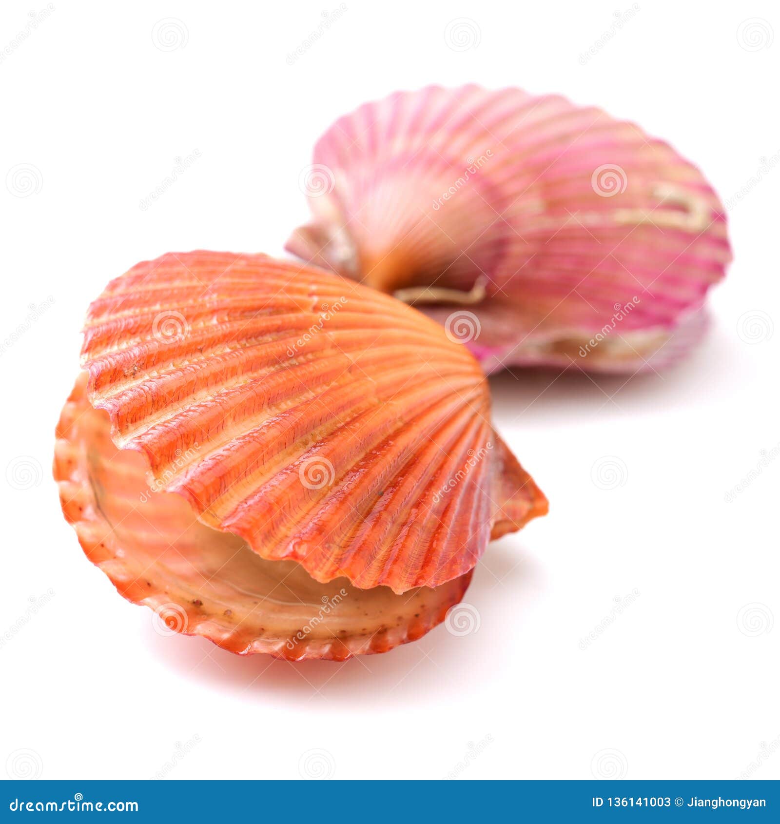 Scallop in Shell stock image. Image of edge, scallop - 136141003