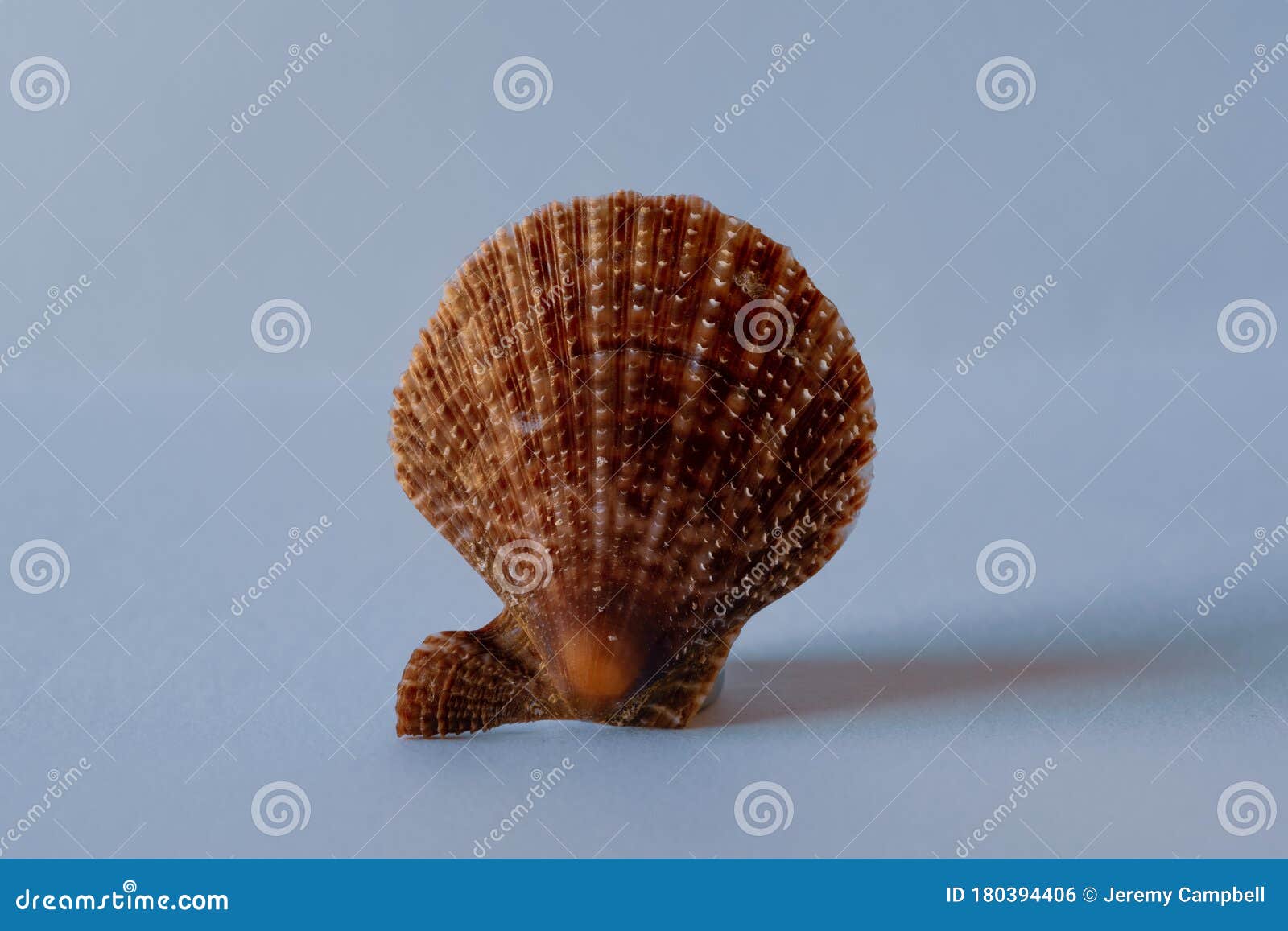 Scallop Shell. Mantle Scallop Stock Photo - Image of indopacific ...