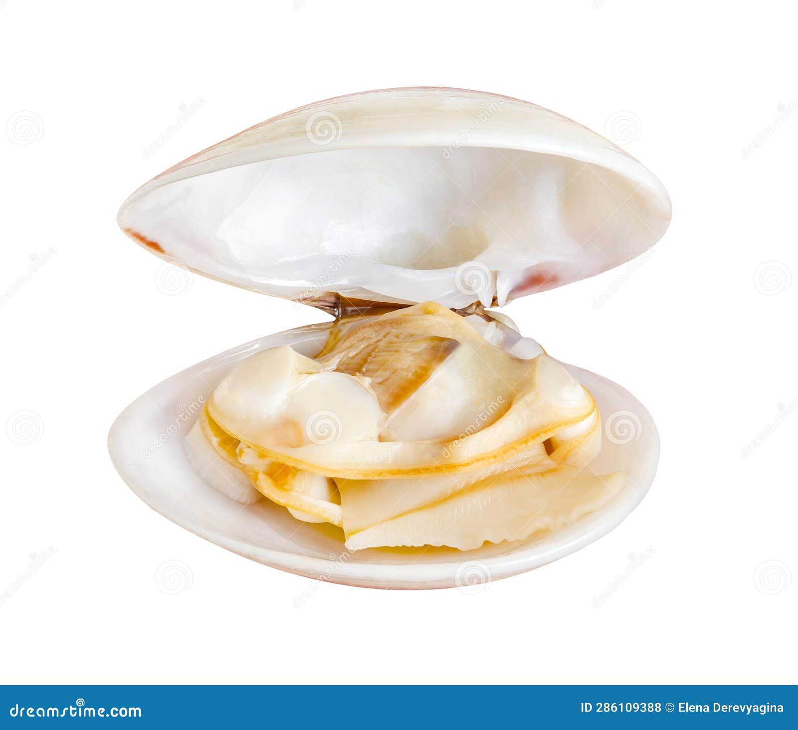 Scallop Shell with Meat Raw Open Sashes, Isolated on White Background ...
