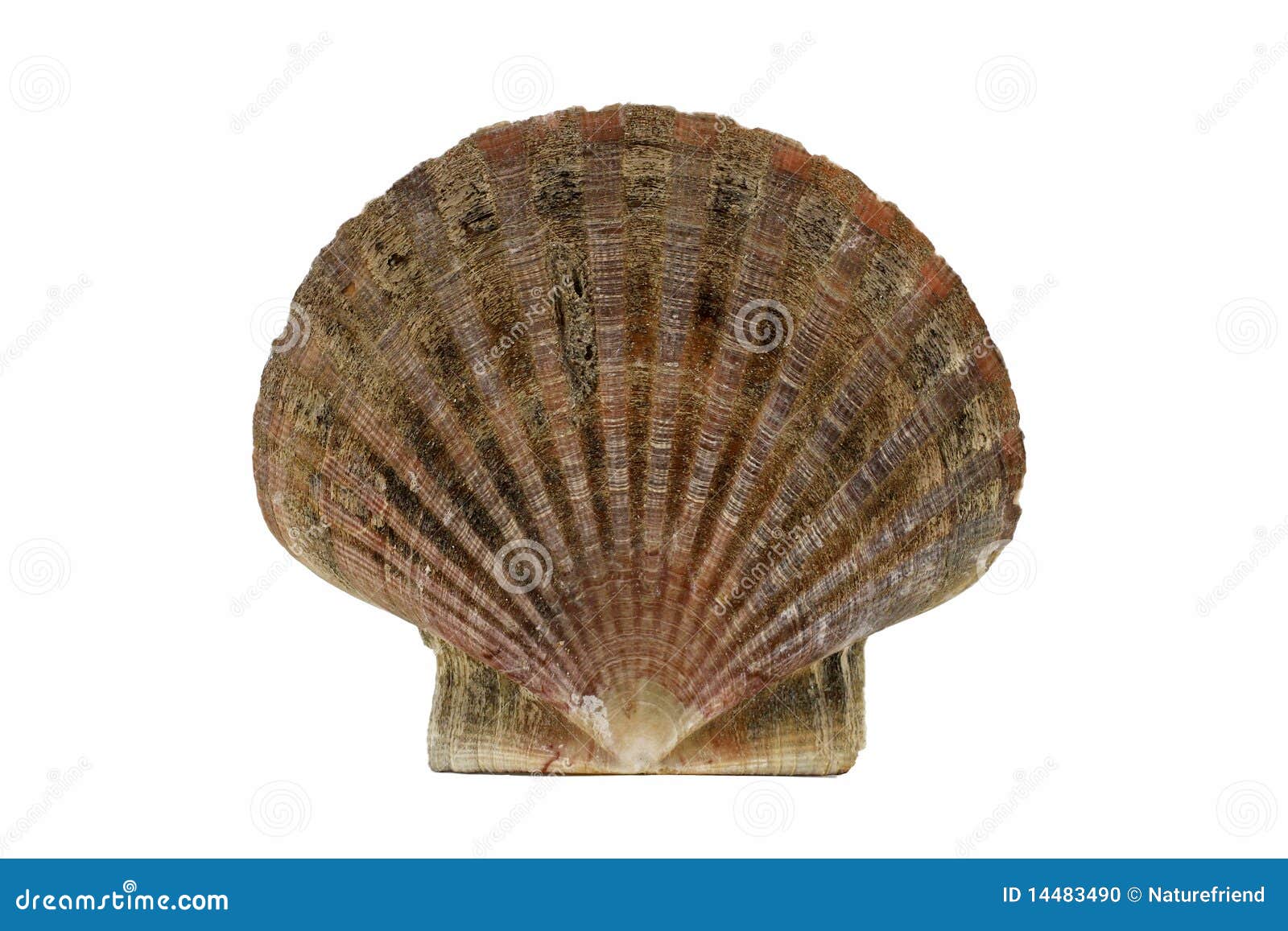 Scallop Shell, (Pecten Maximus) Stock Photo - Image of brown, color ...