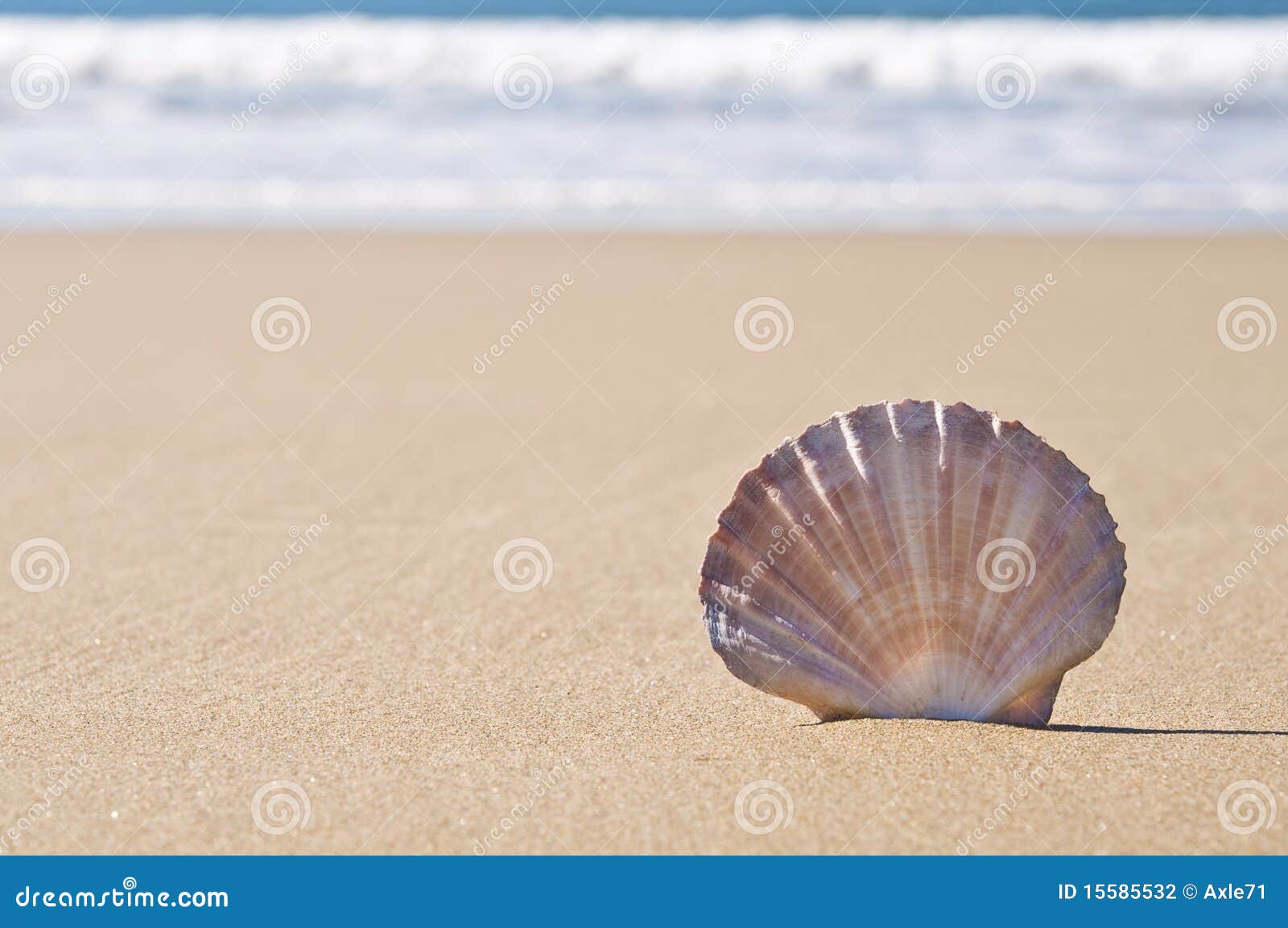Scallop shell in sand. stock photo. Image of sand, cockle - 15585532