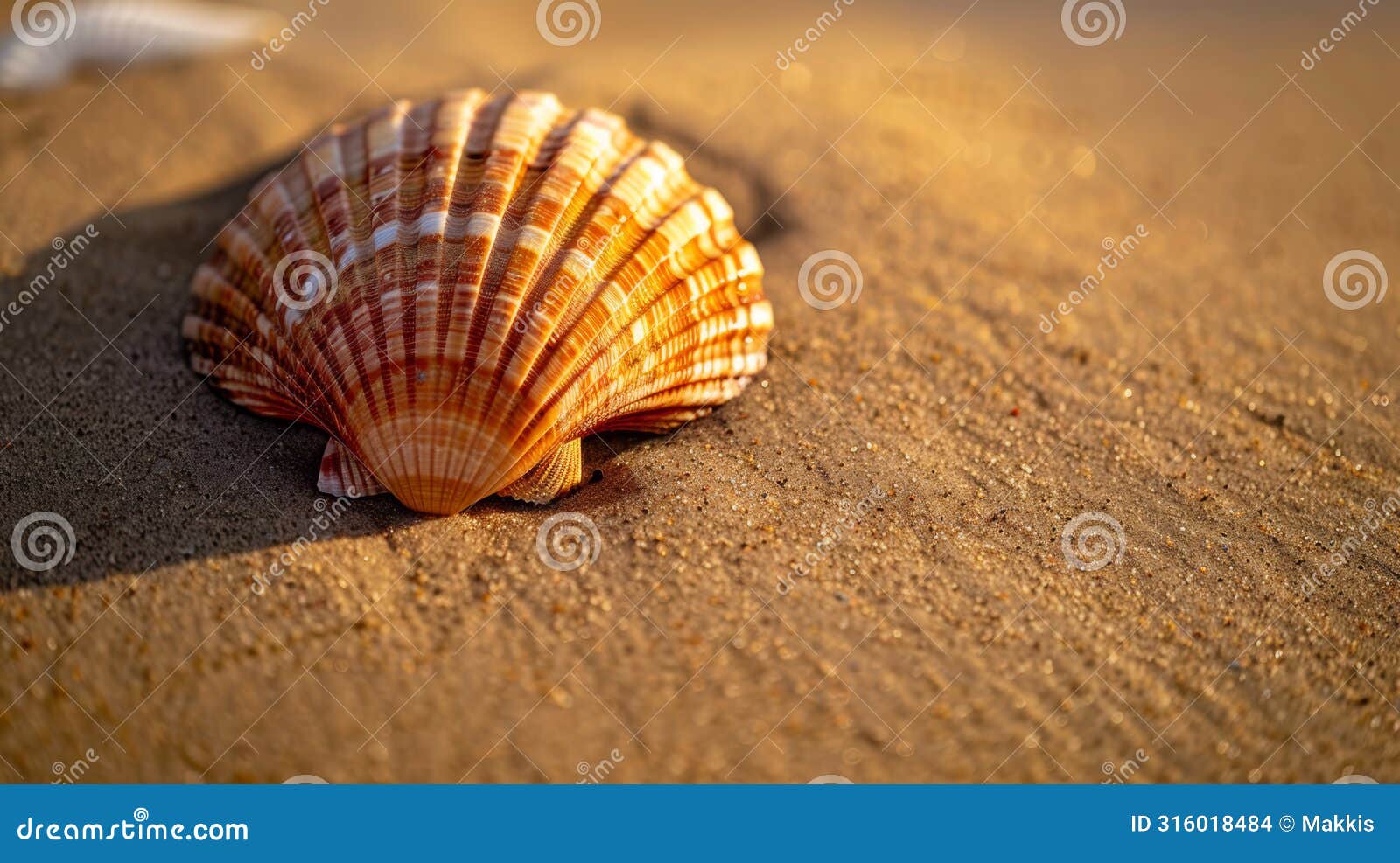 Scallop Shell on the Sand Beach Stock Illustration - Illustration of ...