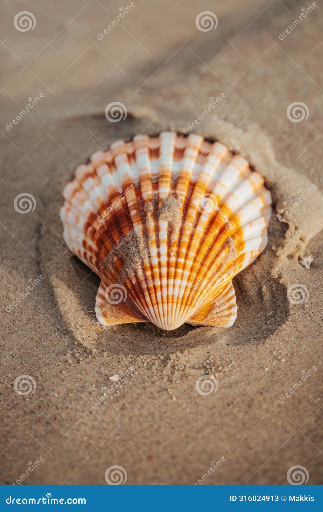 Close-up of a Scallop Shell on the Sand Beach. Stock Illustration ...