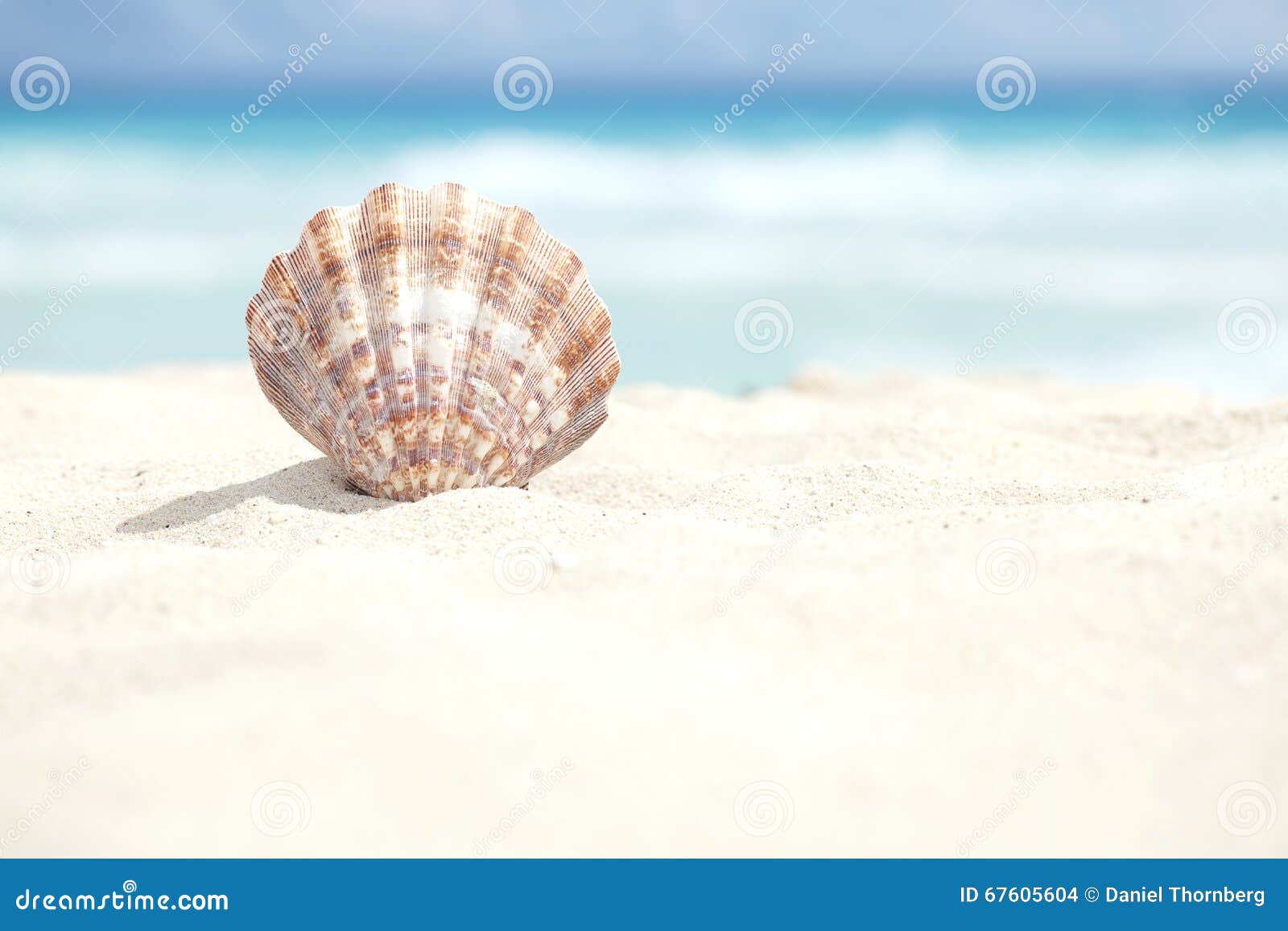 Scallop Shell in the Sand Beach of the Caribbean Sea Stock Photo ...