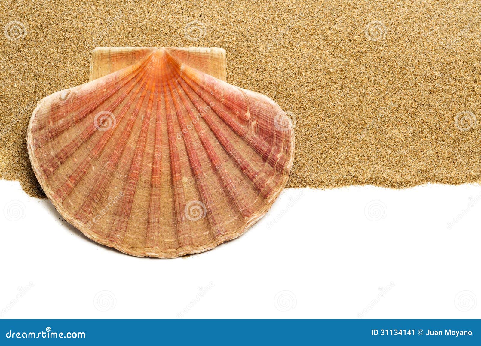 Scallop shell on the sand stock image. Image of james - 31134141