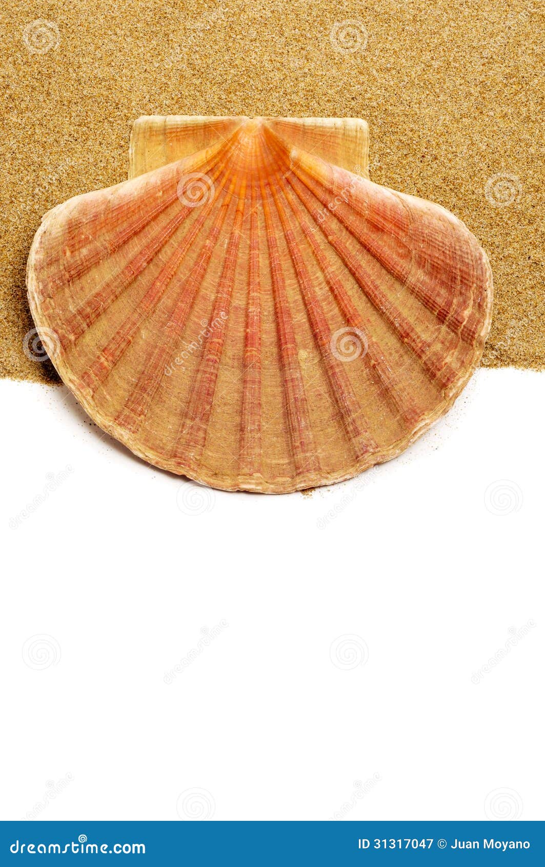 Scallop shell on the sand stock image. Image of natural - 31317047