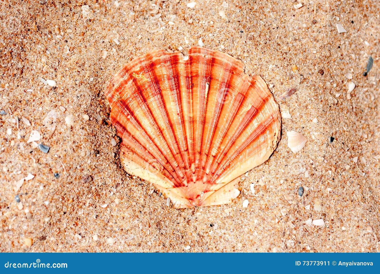 Scallop shell on sand stock image. Image of paradise - 73773911