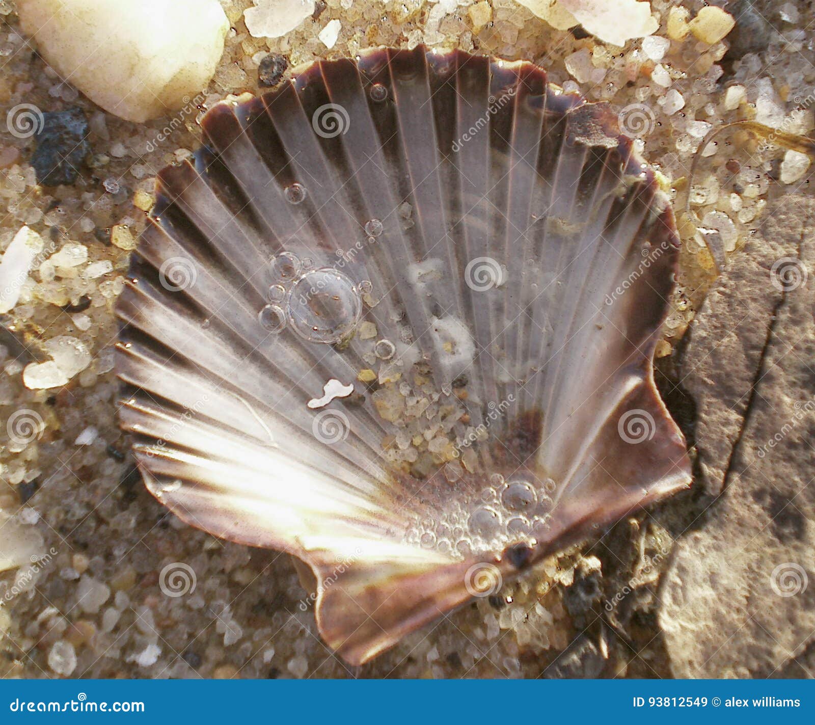Scallop Shell and Sand in Water Stock Image - Image of maritime, nature ...
