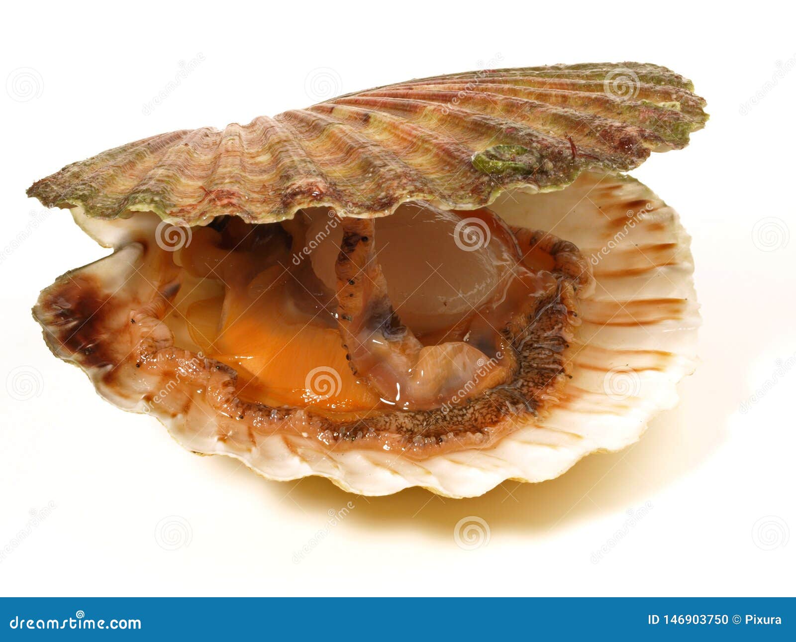 Scallop in the Shell stock photo. Image of food, fish - 146903750