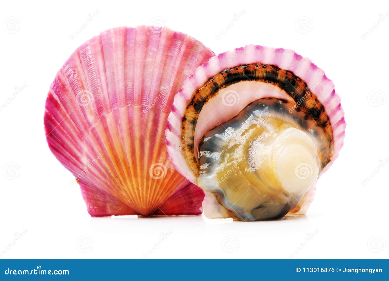 Scallop in Shell stock photo. Image of surface, rimini - 113016876