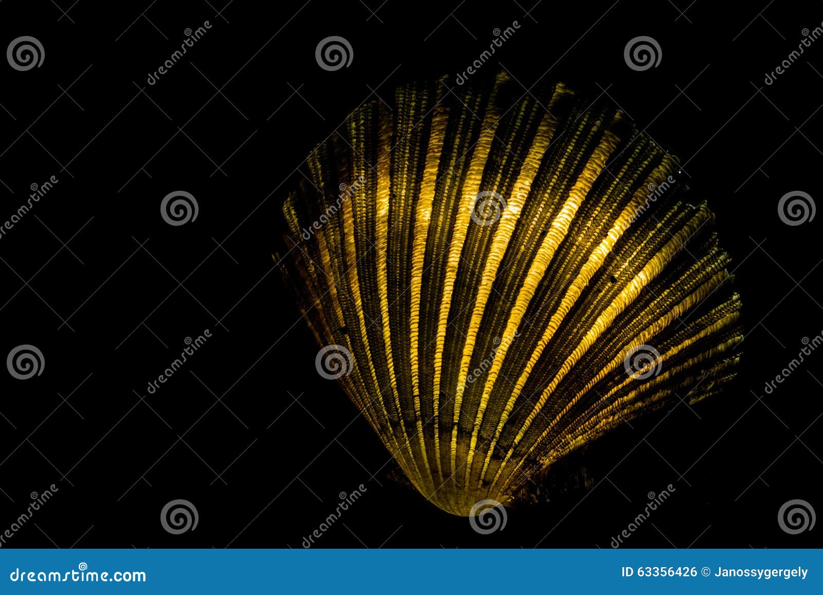 Scallop shell stock photo. Image of black, marine, mollusk - 63356426