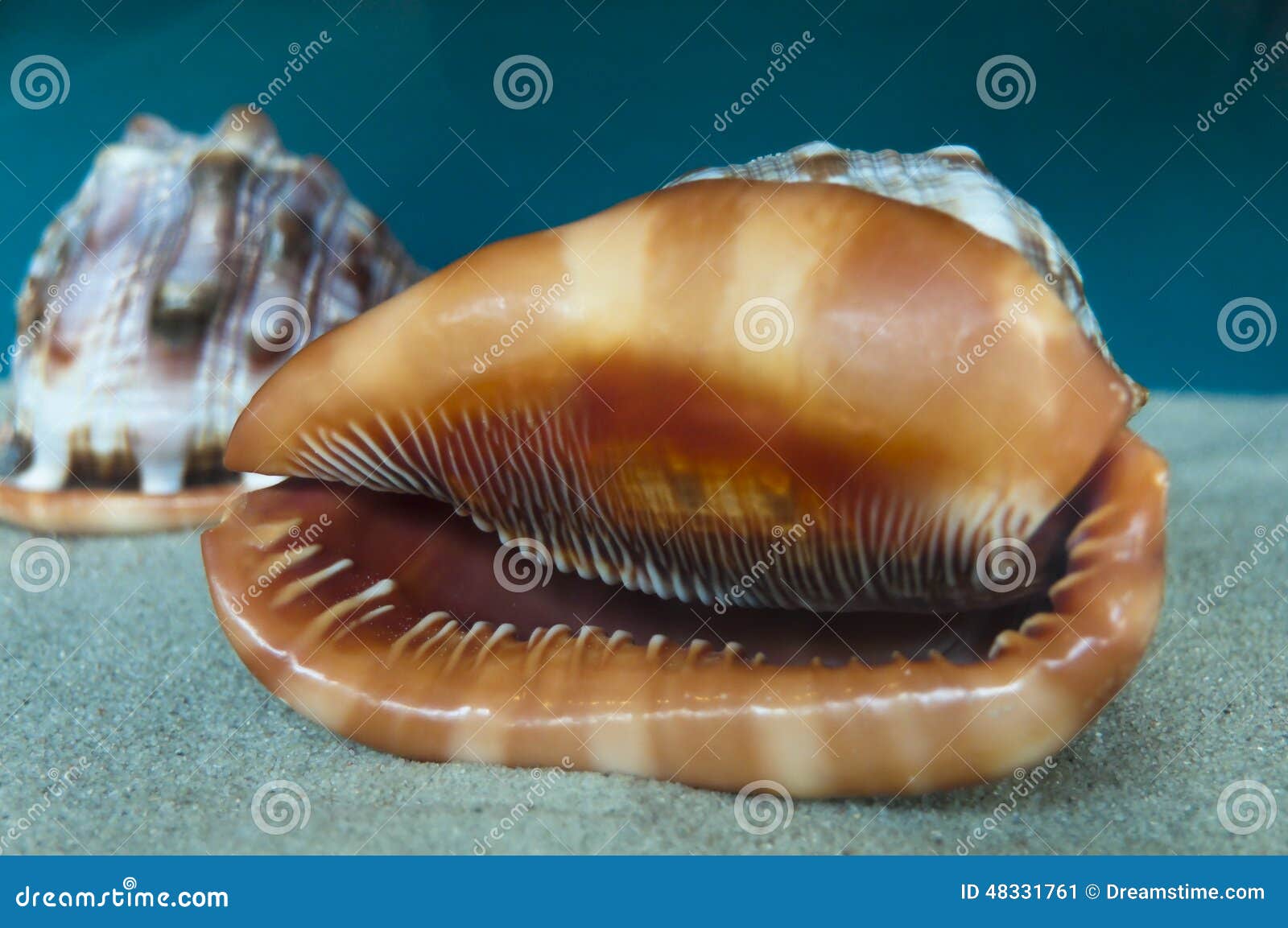 Scallop shell stock image. Image of aquarium, shell, water - 48331761