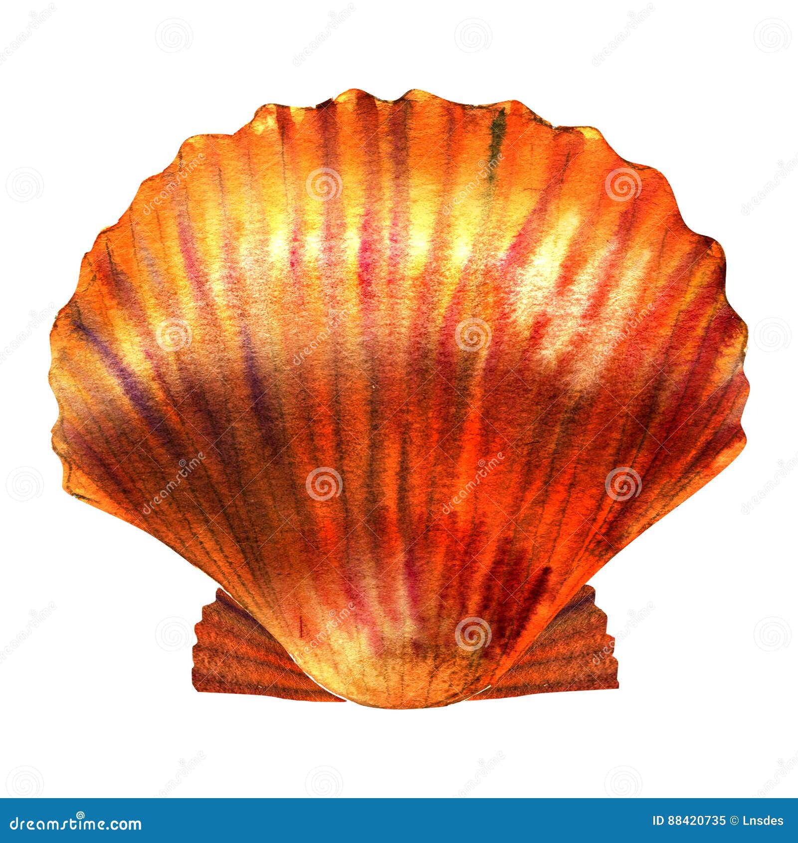 Scallop Shell, Seashell, Isolated, Watercolor Illustration on White ...