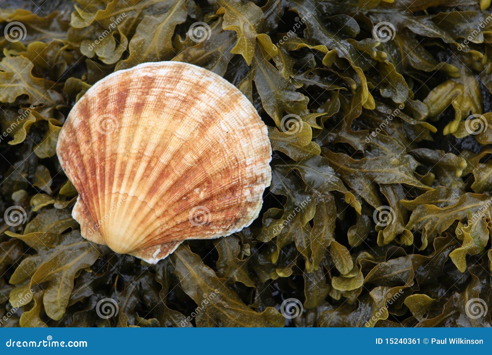 Scallop shell on seaweed stock image. Image of marine - 15240361