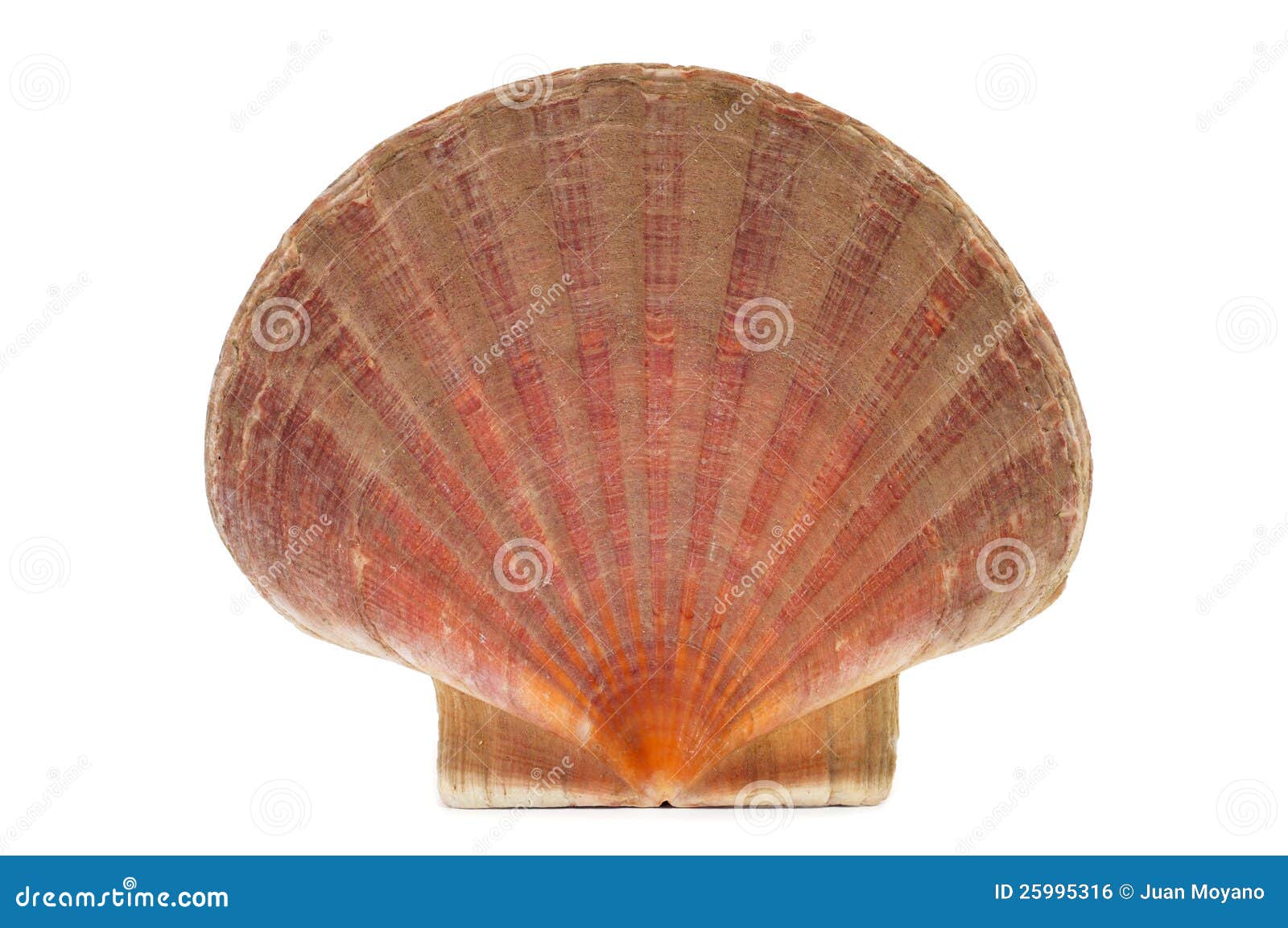 Scallop Shell or Shell of Saint James Stock Photo - Image of exotic ...