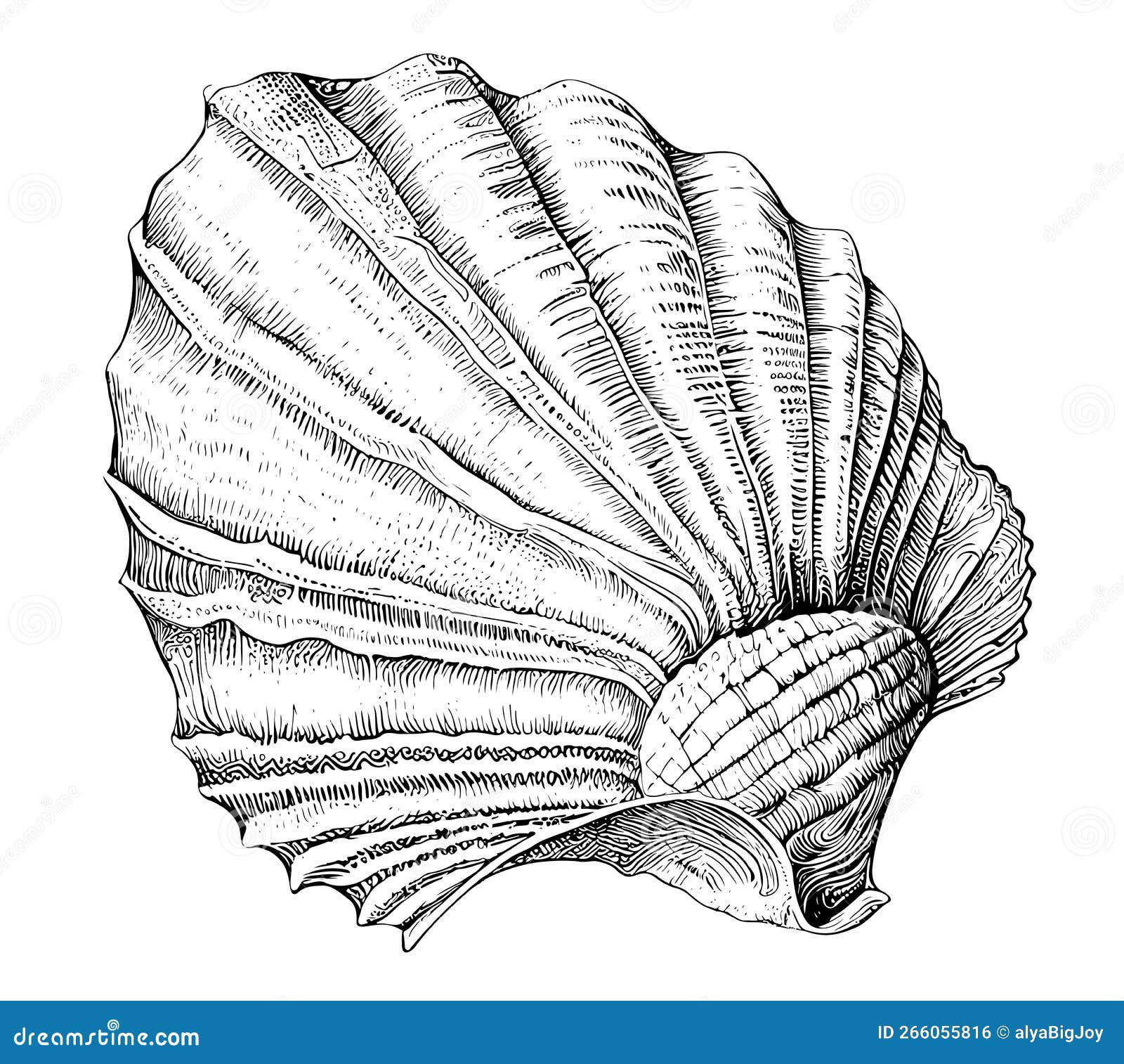 Scallop Shell Sketch Hand Drawn Engraving Style Illustration Stock ...