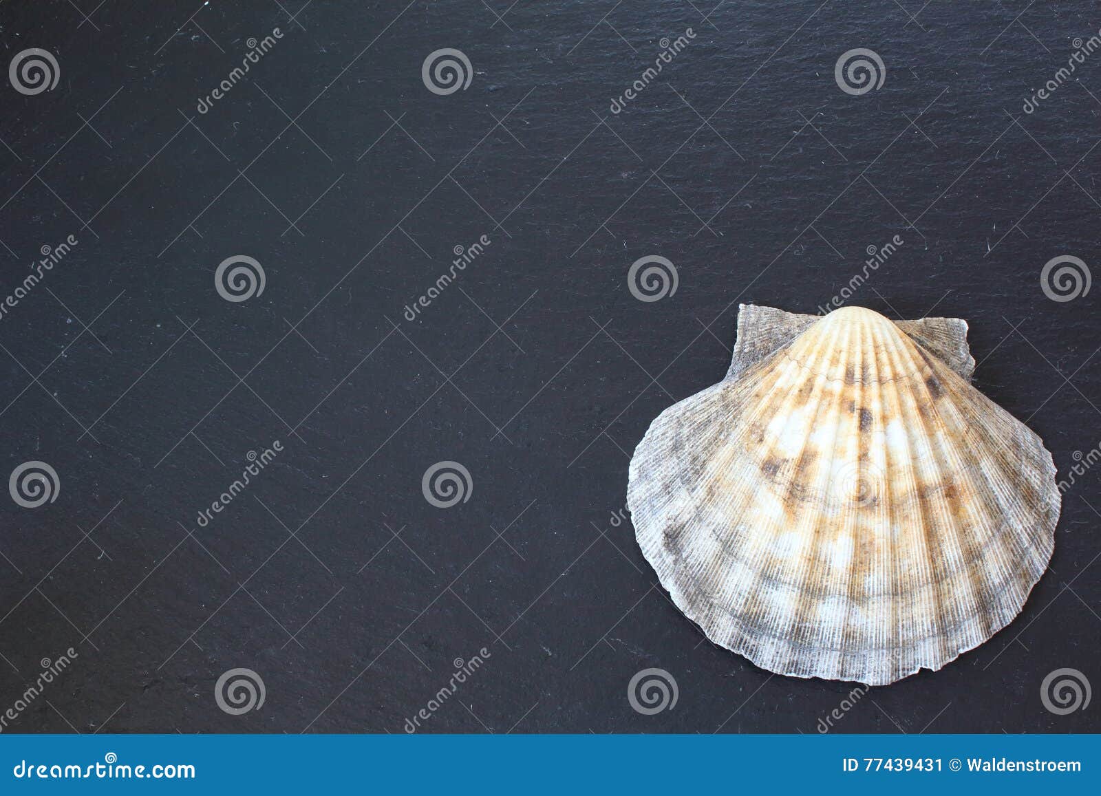 Scallop Shell on a Slate Plate Stock Image - Image of seashells, dark ...