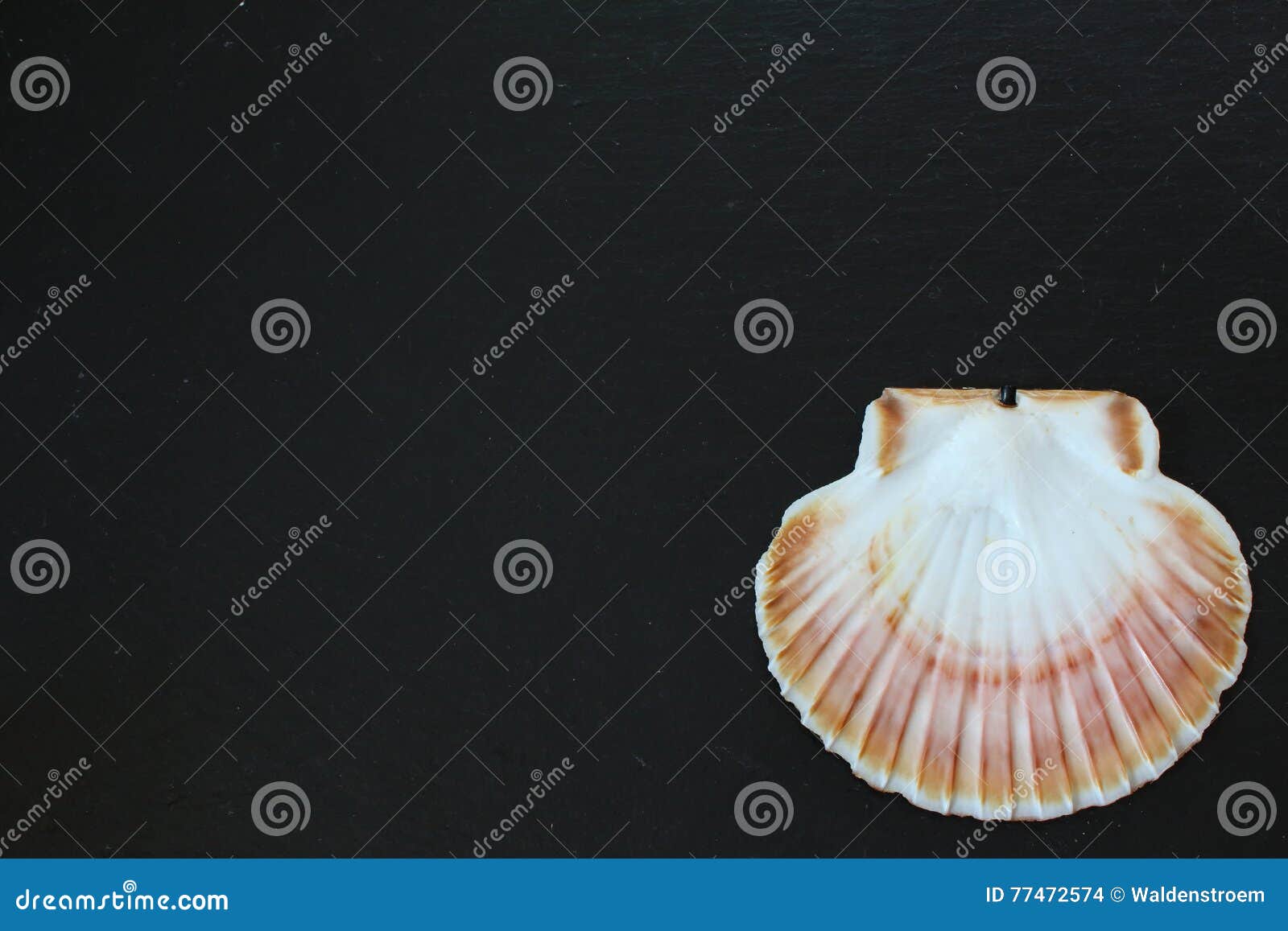 Scallop Shell on a Slate Plate Stock Photo - Image of scallop ...