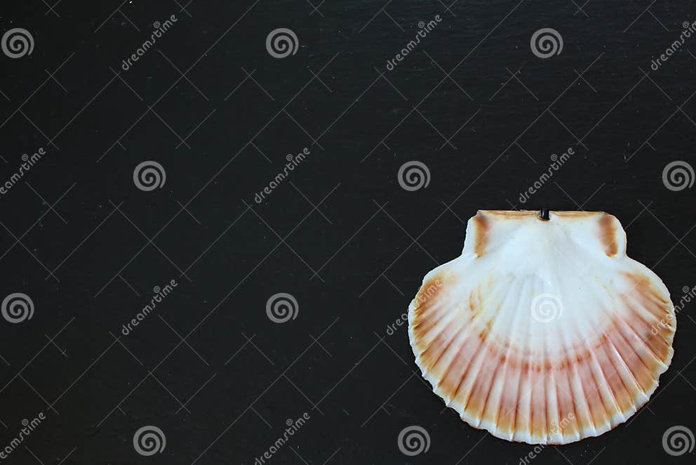 Scallop Shell on a Slate Plate Stock Photo - Image of scallop ...