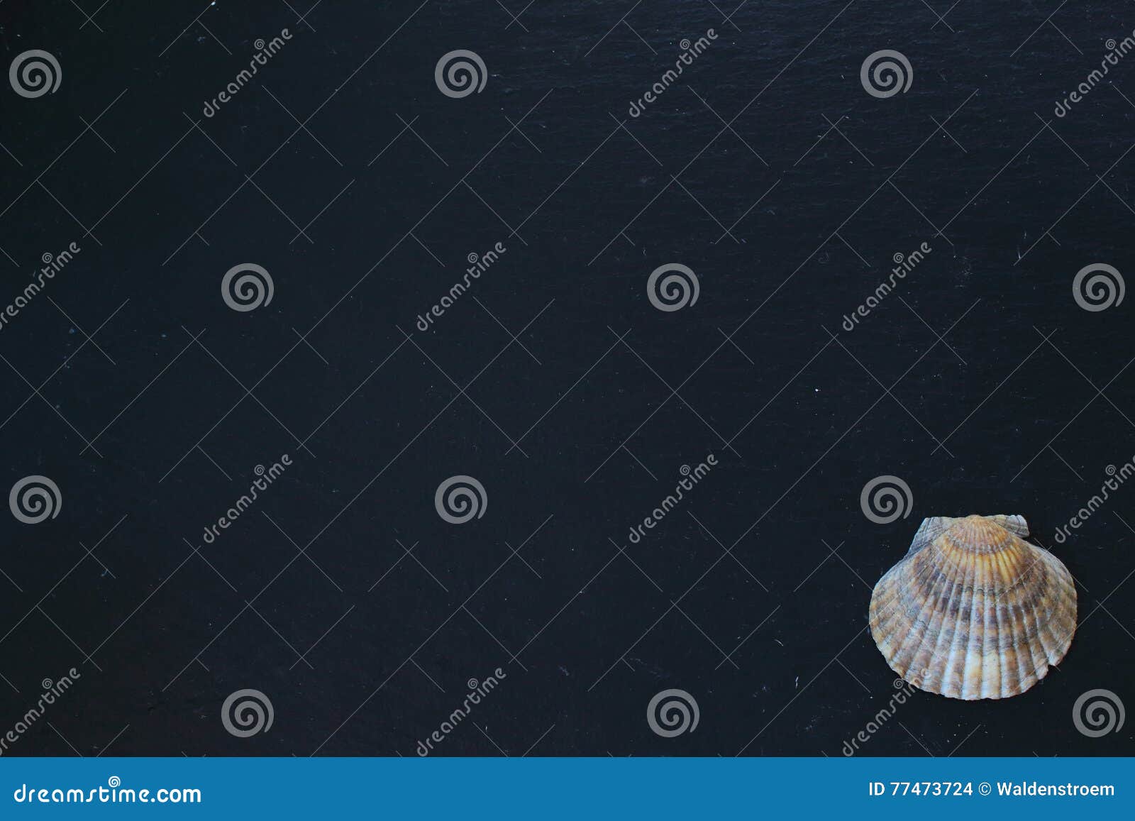 Scallop Shell on a Slate Plate Stock Photo - Image of ocean, health ...