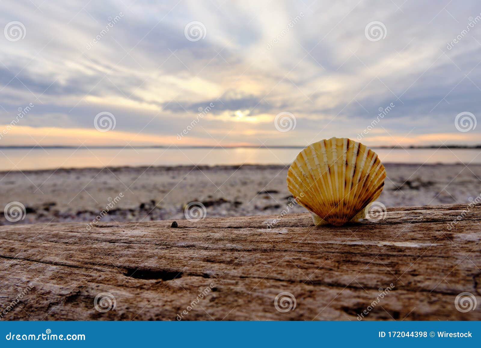 Scallop Shell Standing Upright on a Wooden Surface with the Shore on ...