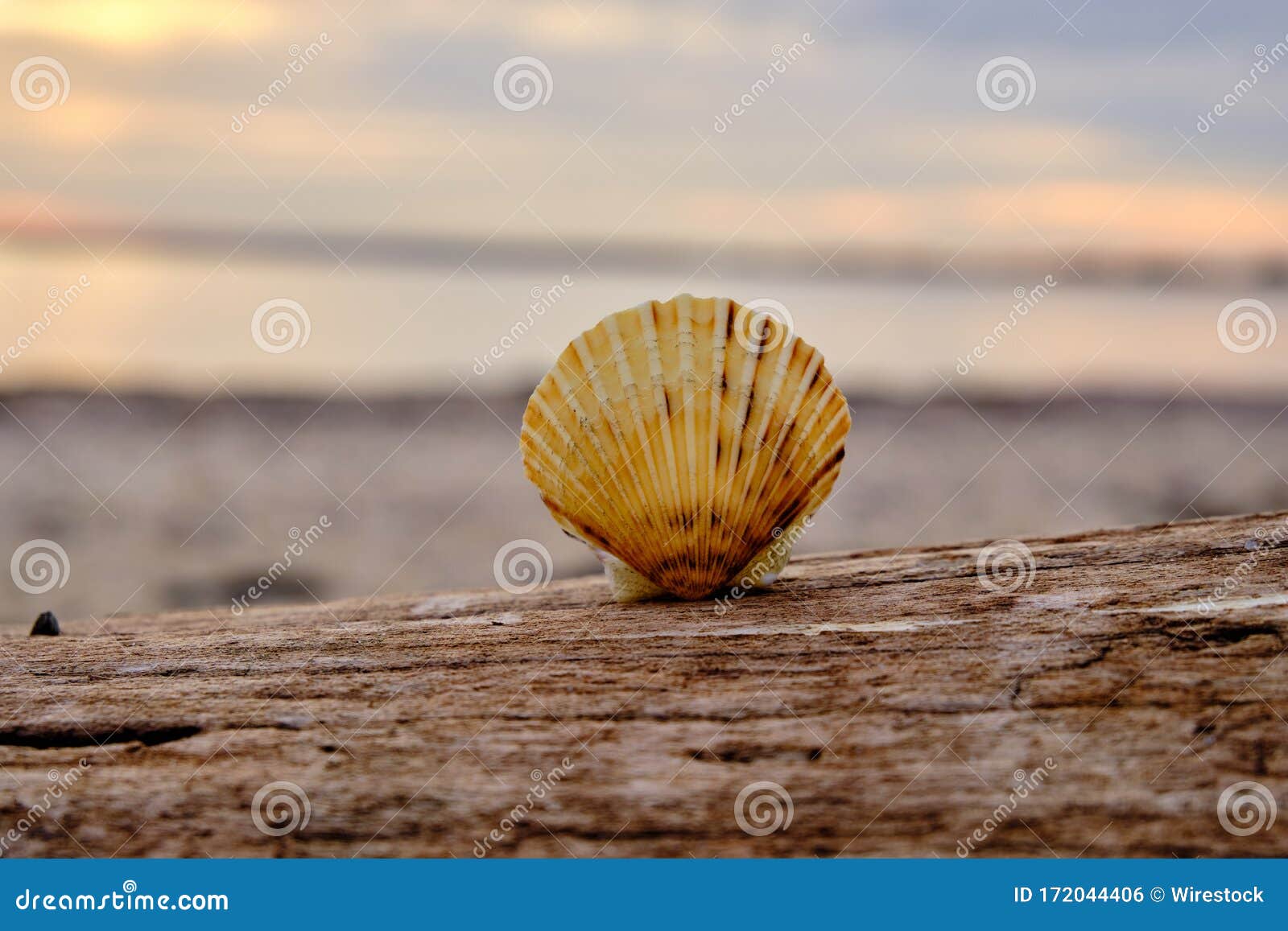 Scallop Shell Standing Upright on a Wooden Surface with the Shore on ...