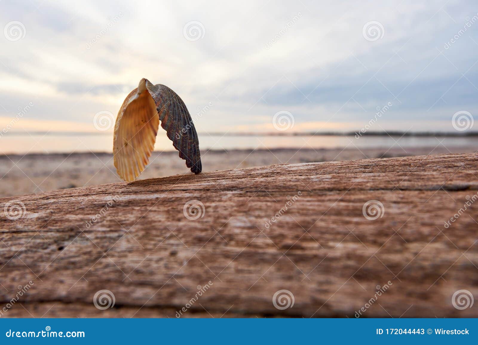 Scallop Shell Standing Upside Down on a Wooden Surface with the Shore ...