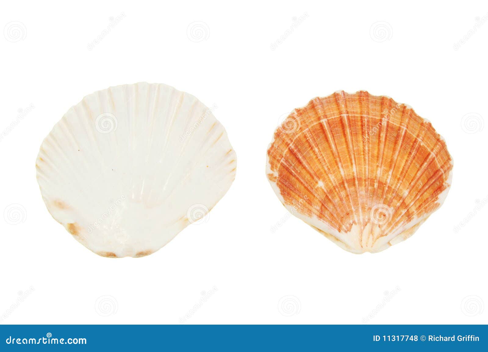 Scallop shells stock photo. Image of brown, fish, outside - 11317748