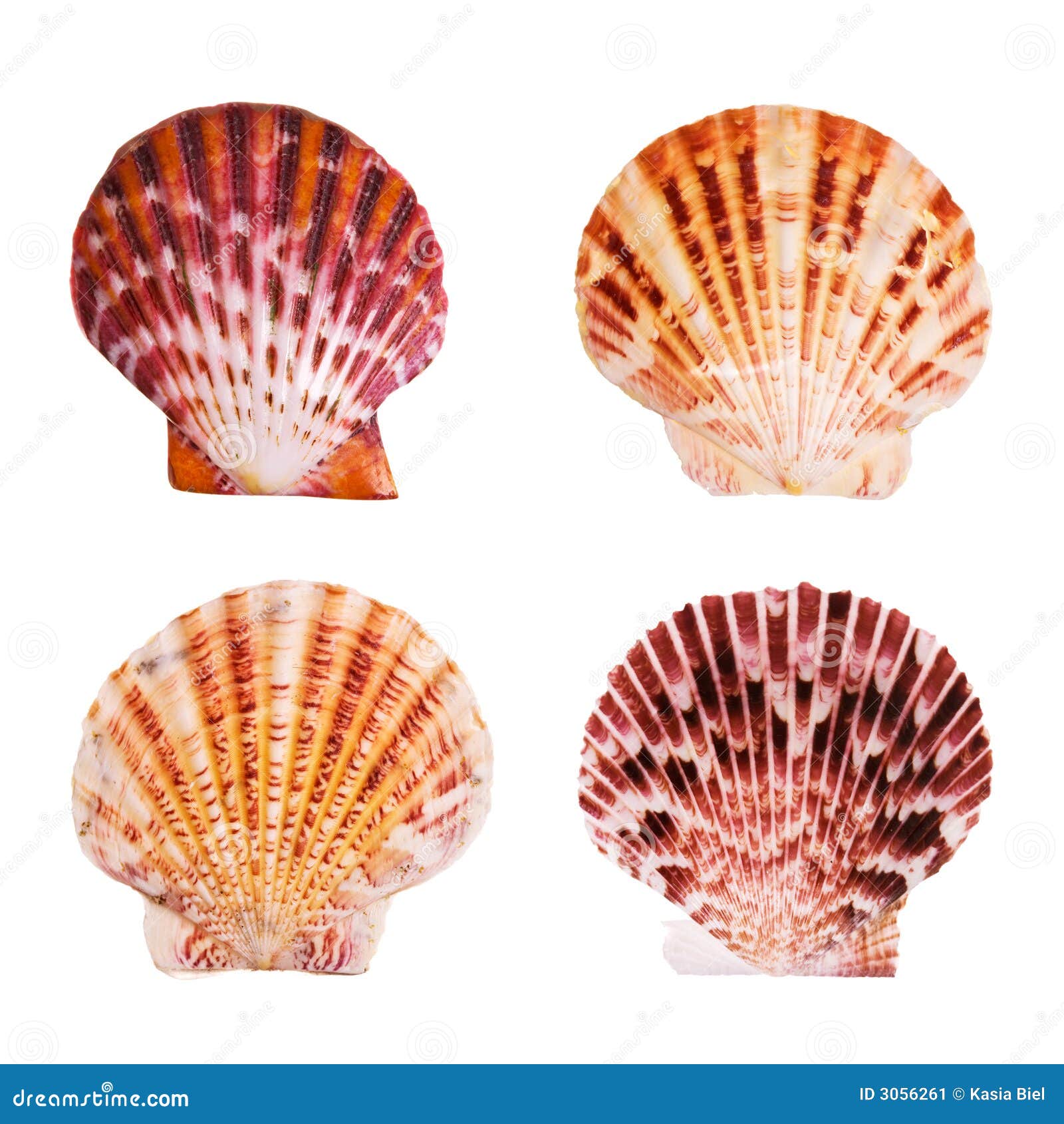 Scallop shells stock image. Image of colorful, shell, shells - 3056261
