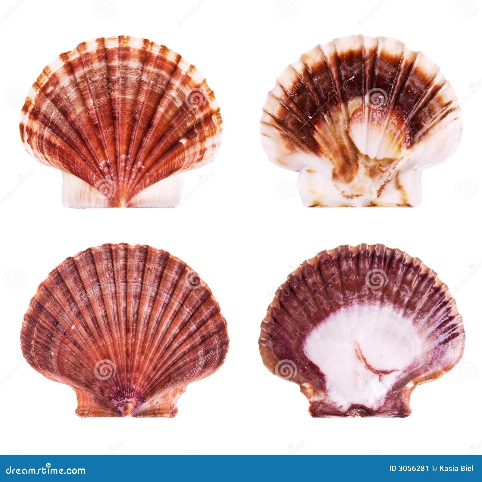 Scallop shells stock image. Image of seashells, white - 3056281