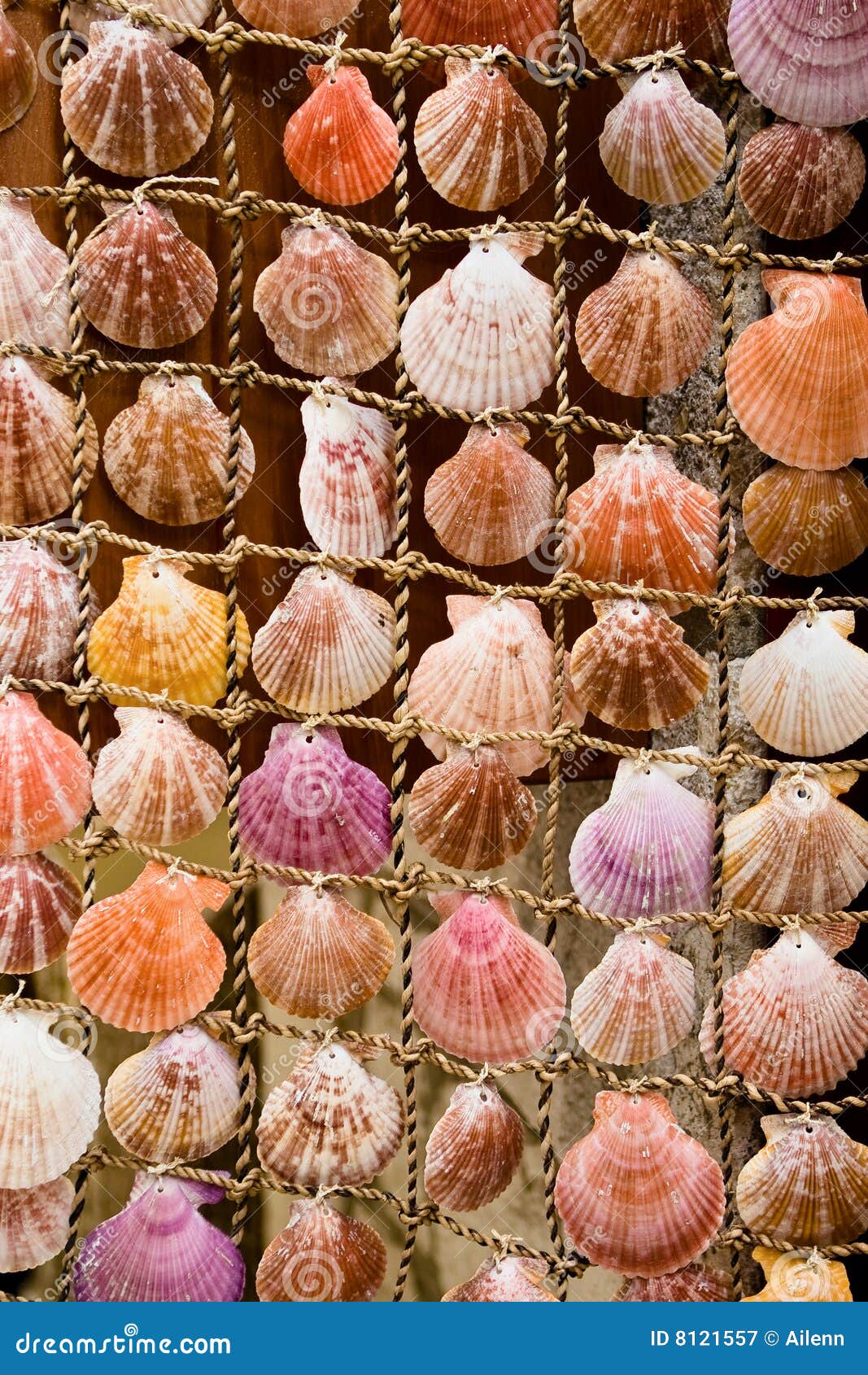 Scallop shells stock image. Image of colored, coastal - 8121557