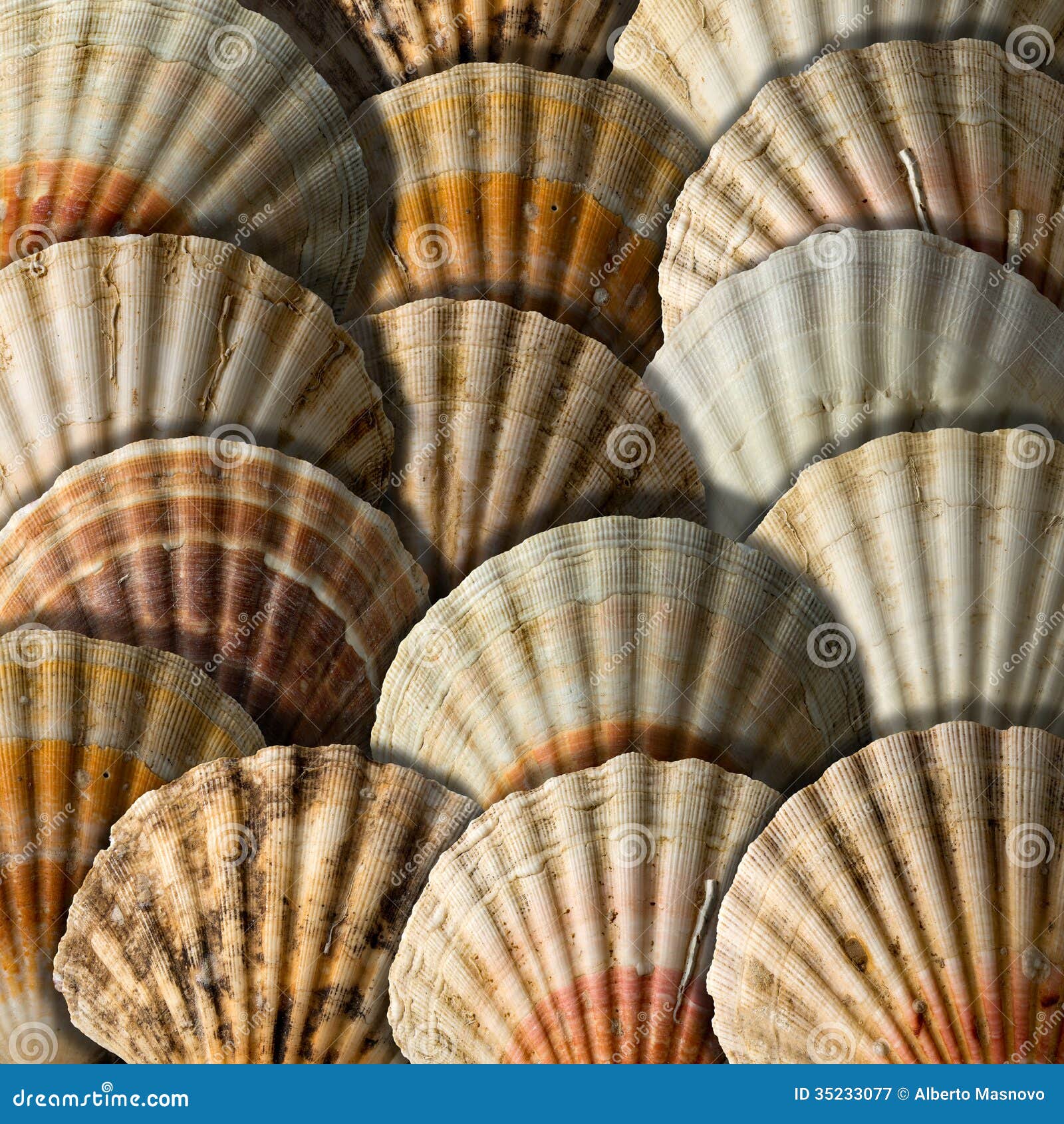 Scallop Shells Background stock image. Image of encrustations - 35233077